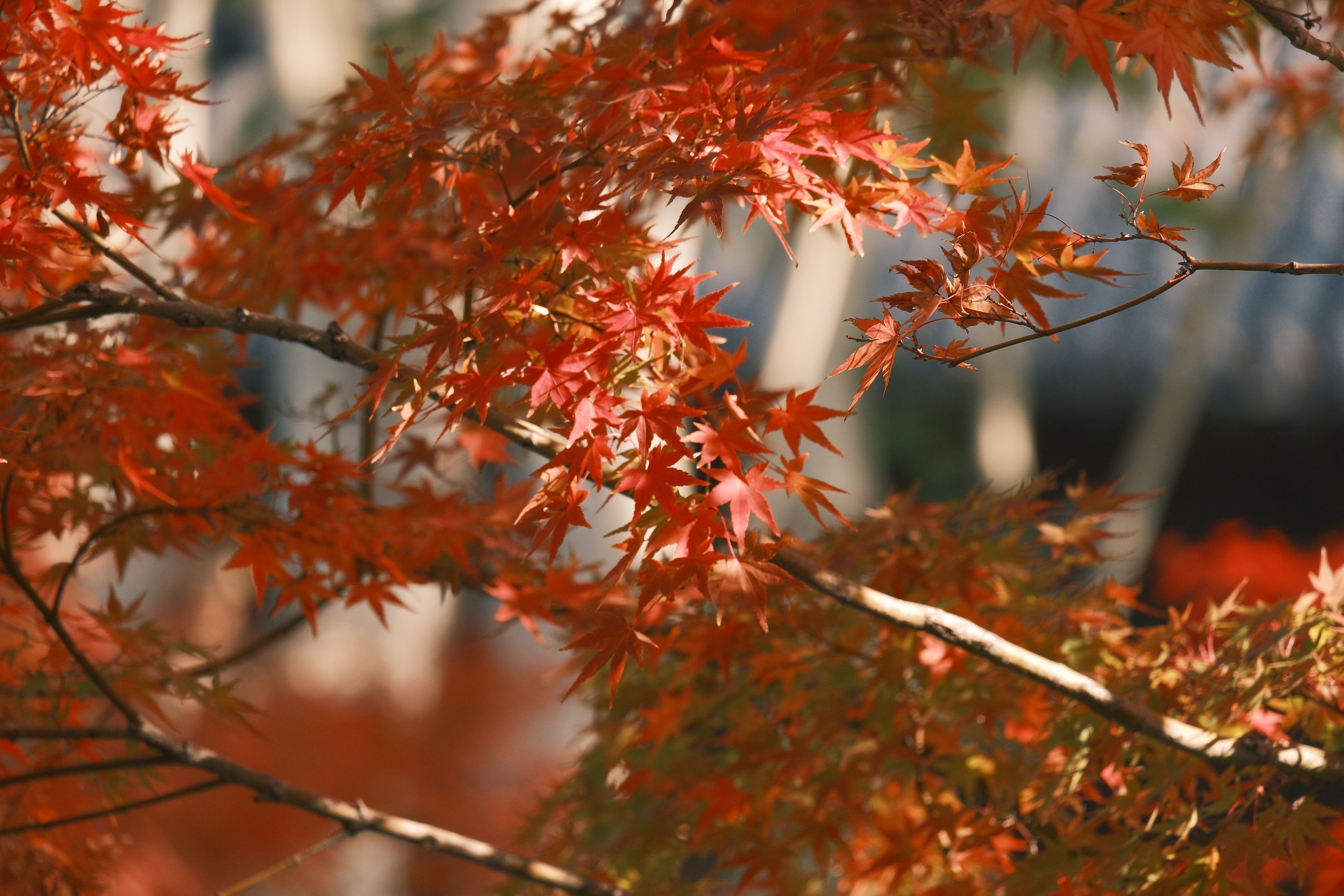 有关@户外, acer palmatum, autum, fall, landscape, nature, tree, treescape ...