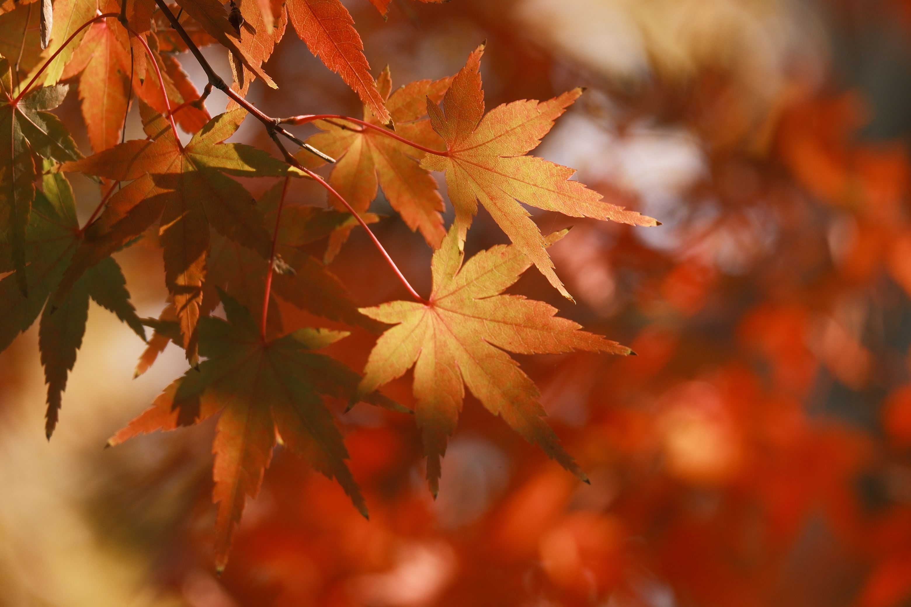 有关acer palmatum, autum, fall, landscape, nature, tree, treescape, view ...