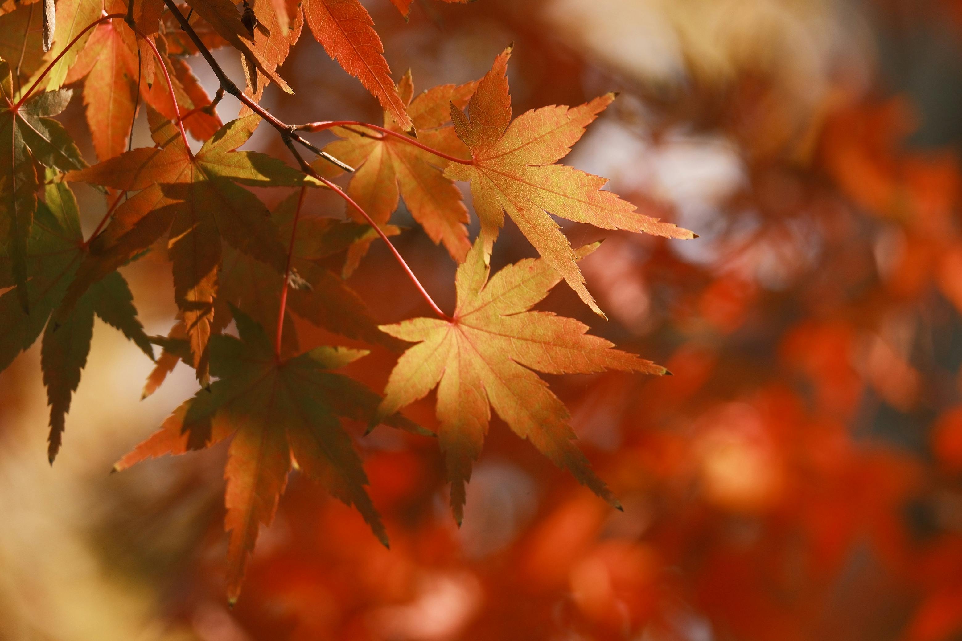 Desktop Backgrounds Colorful Natural Photos, Download The BEST Free ...