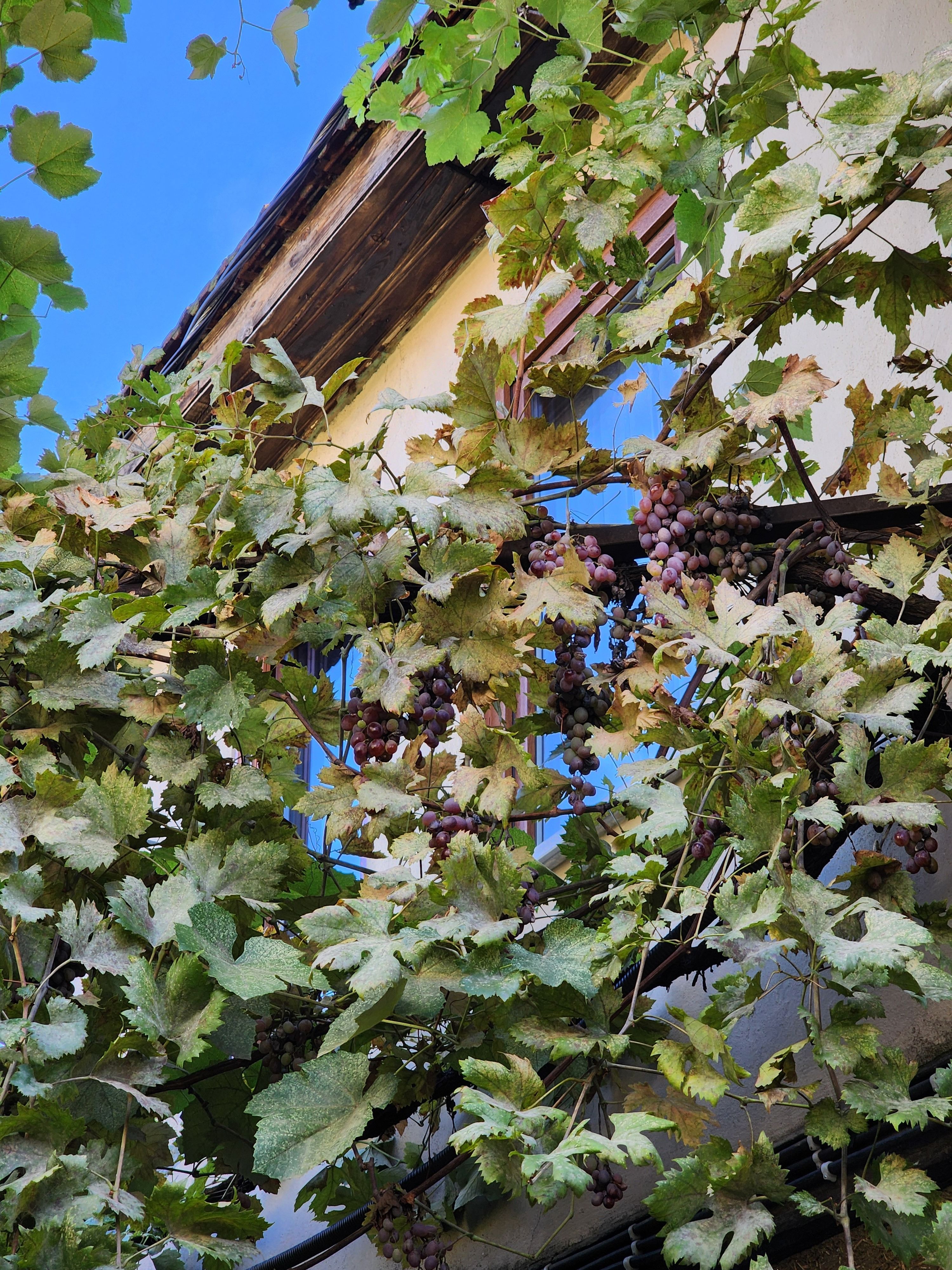 Grape Vines Covering Rustic House in Bursa · Free Stock Photo