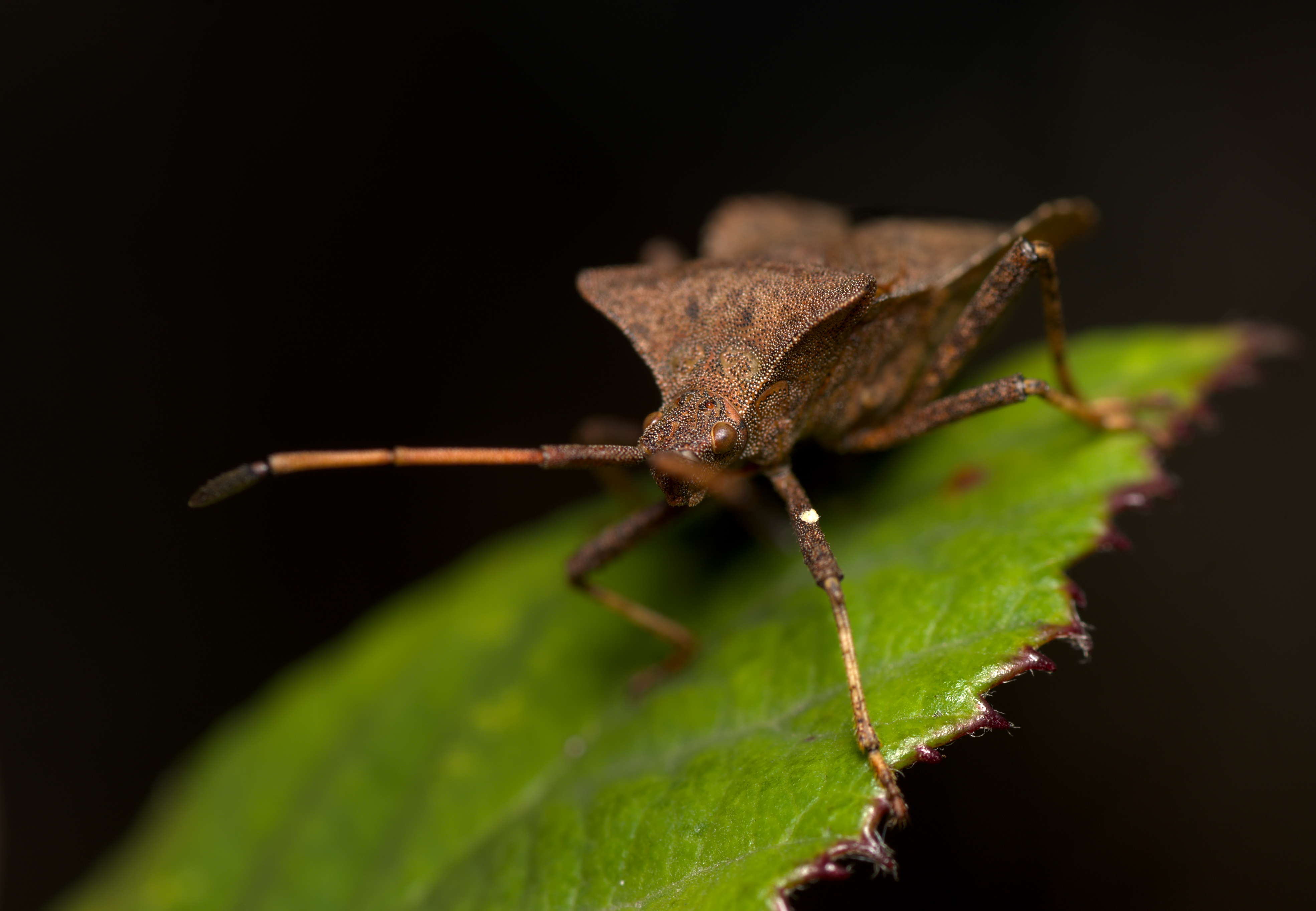 Macro Shot of Brown Shield Bug on Leaf · Free Stock Photo