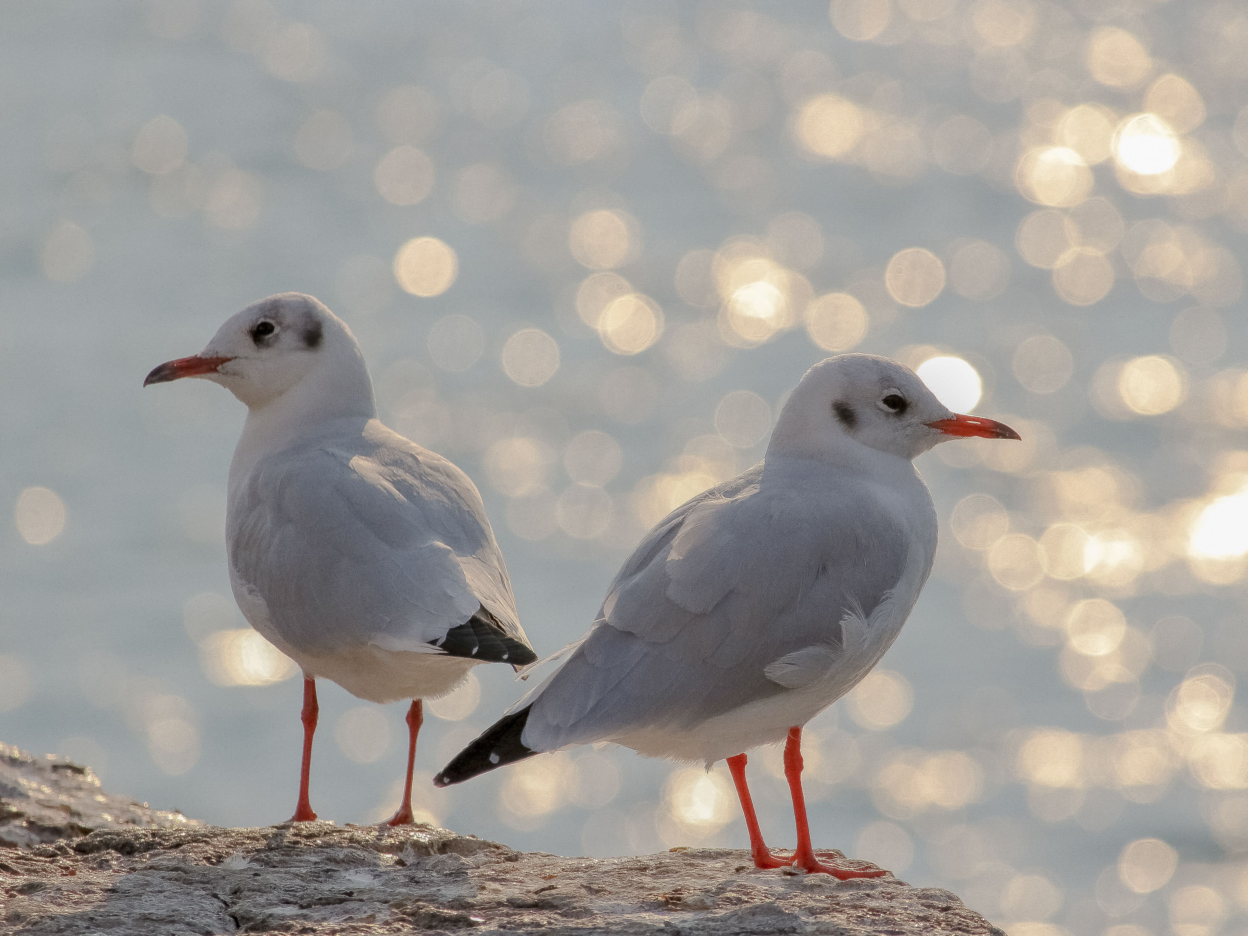 C+Stocks+Marine Photos, Download The BEST Free C+Stocks+Marine Stock ...