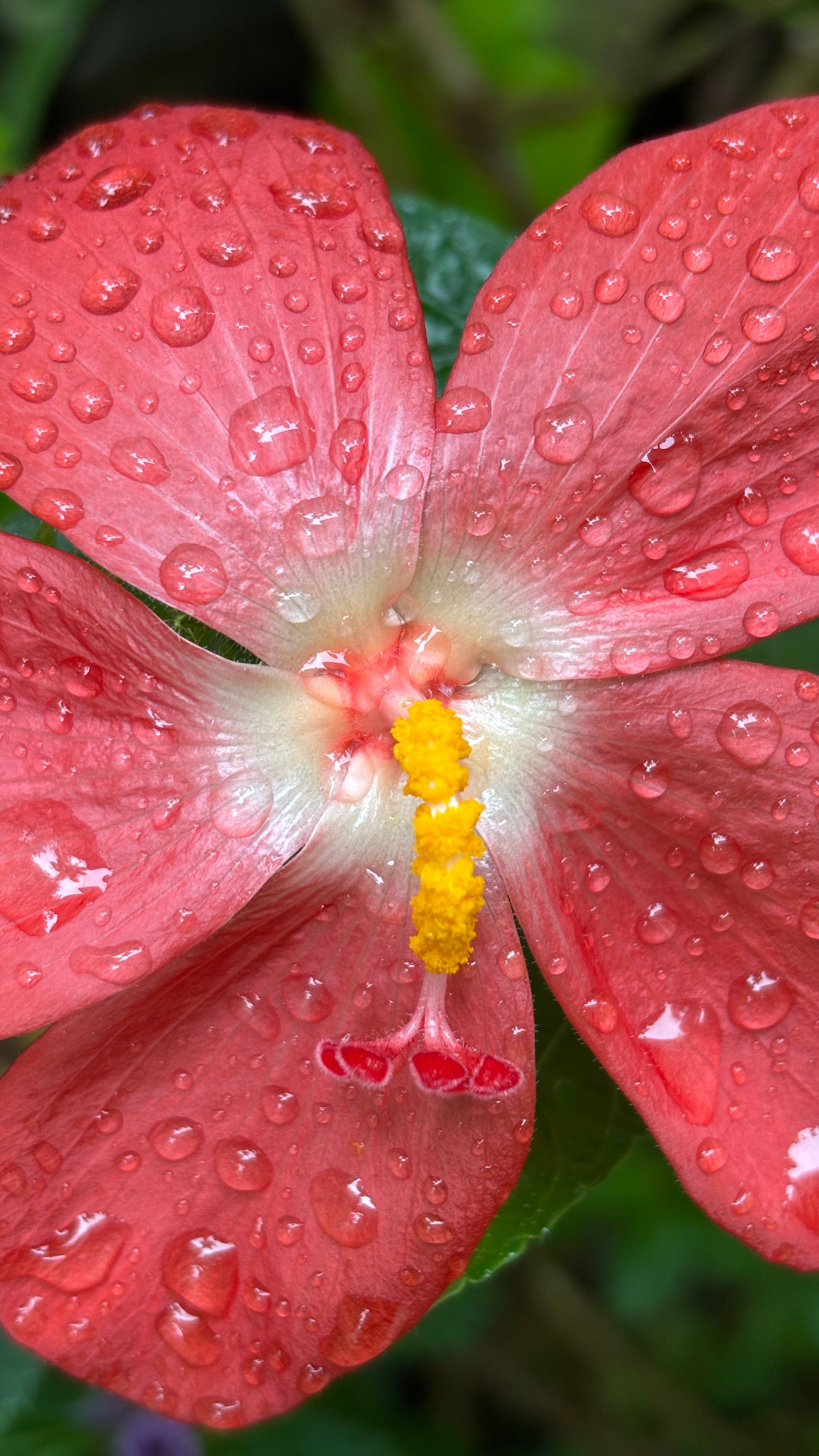 Hibiscus Flower Fa Fo Photos, Download The BEST Free Hibiscus Flower Fa ...