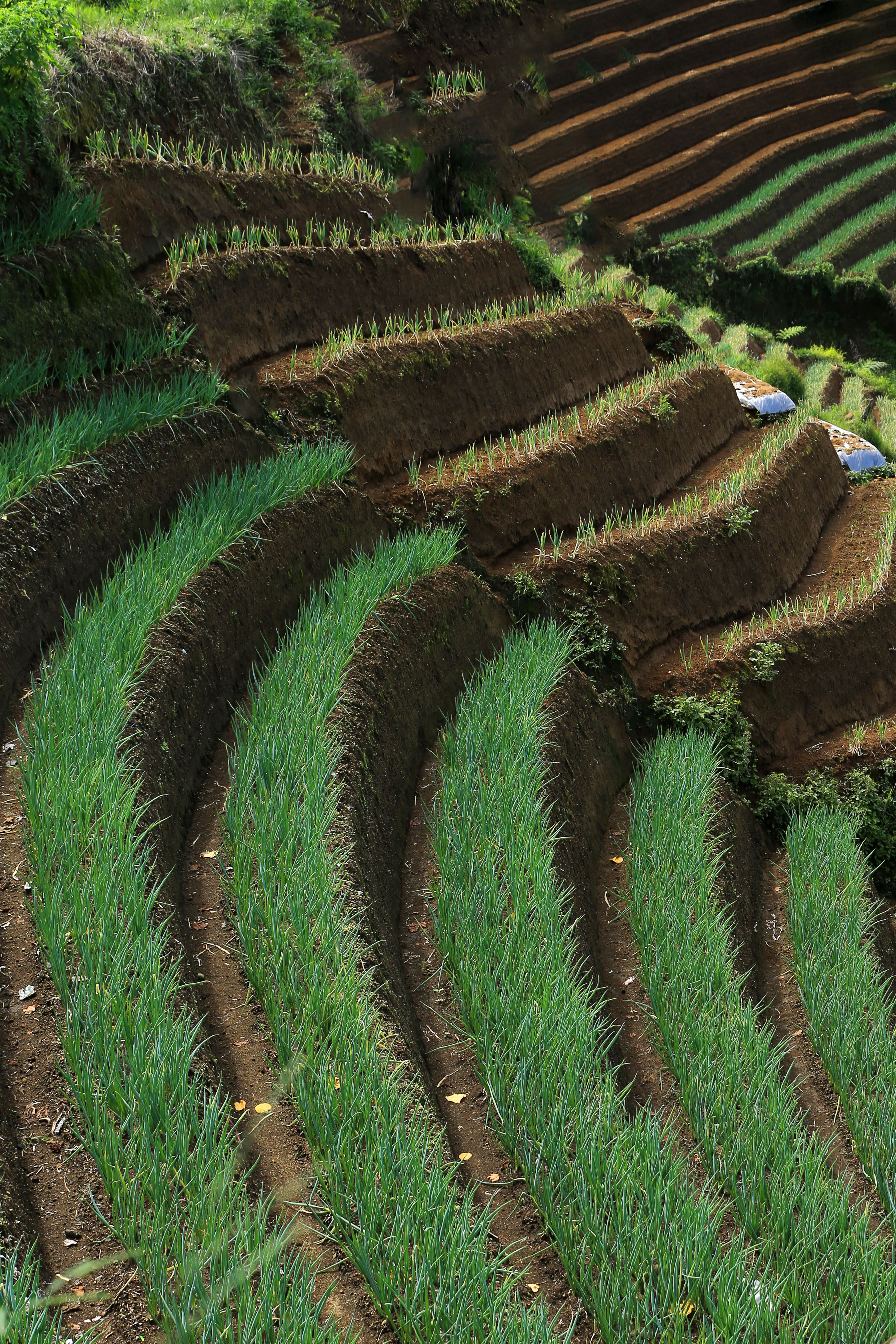 Lush Green Terraced Rice Fields in Asia · Free Stock Photo