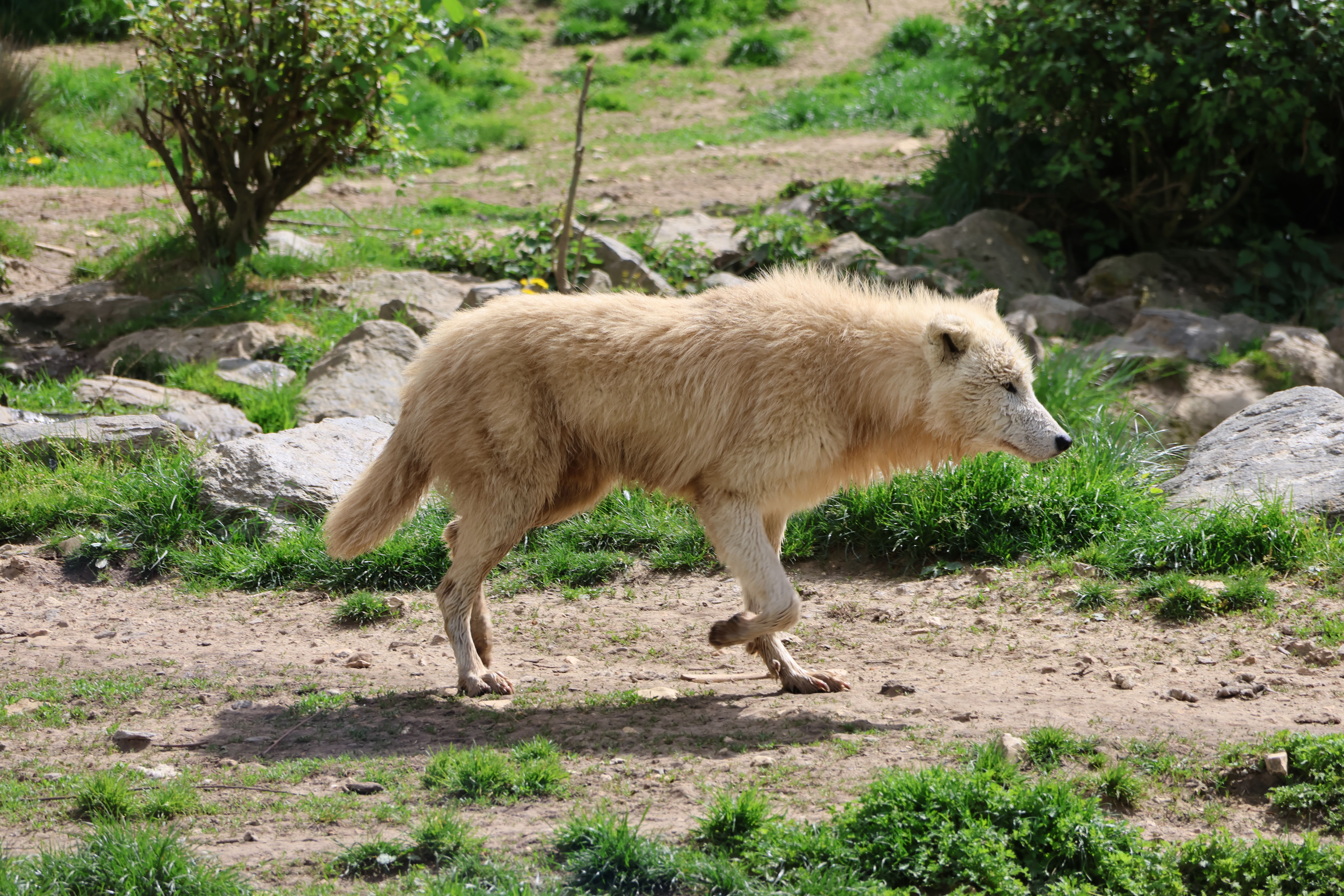 Taiga Wolf Photos, Download The BEST Free Taiga Wolf Stock Photos & HD ...