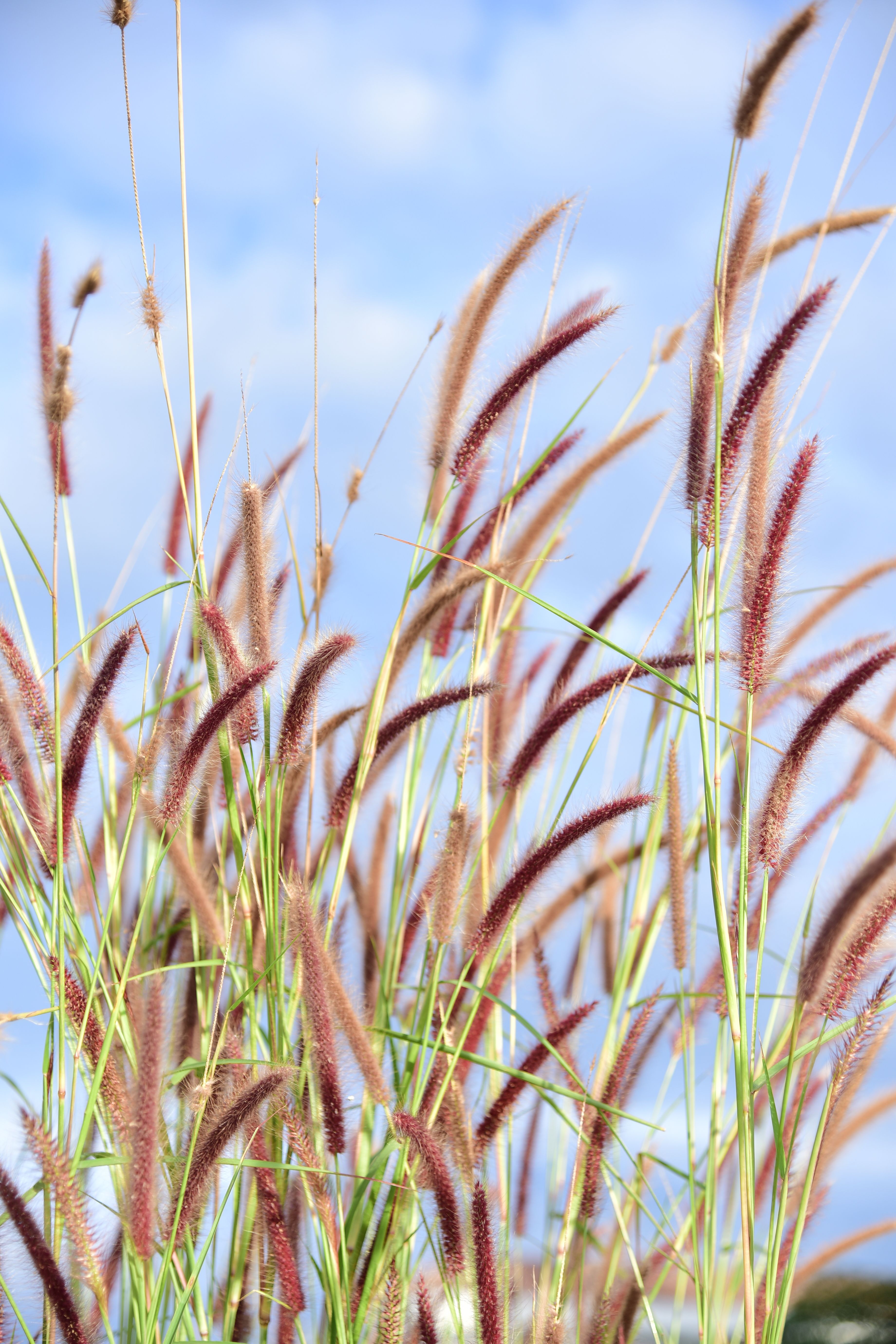 Hay Grass · Free Stock Photo