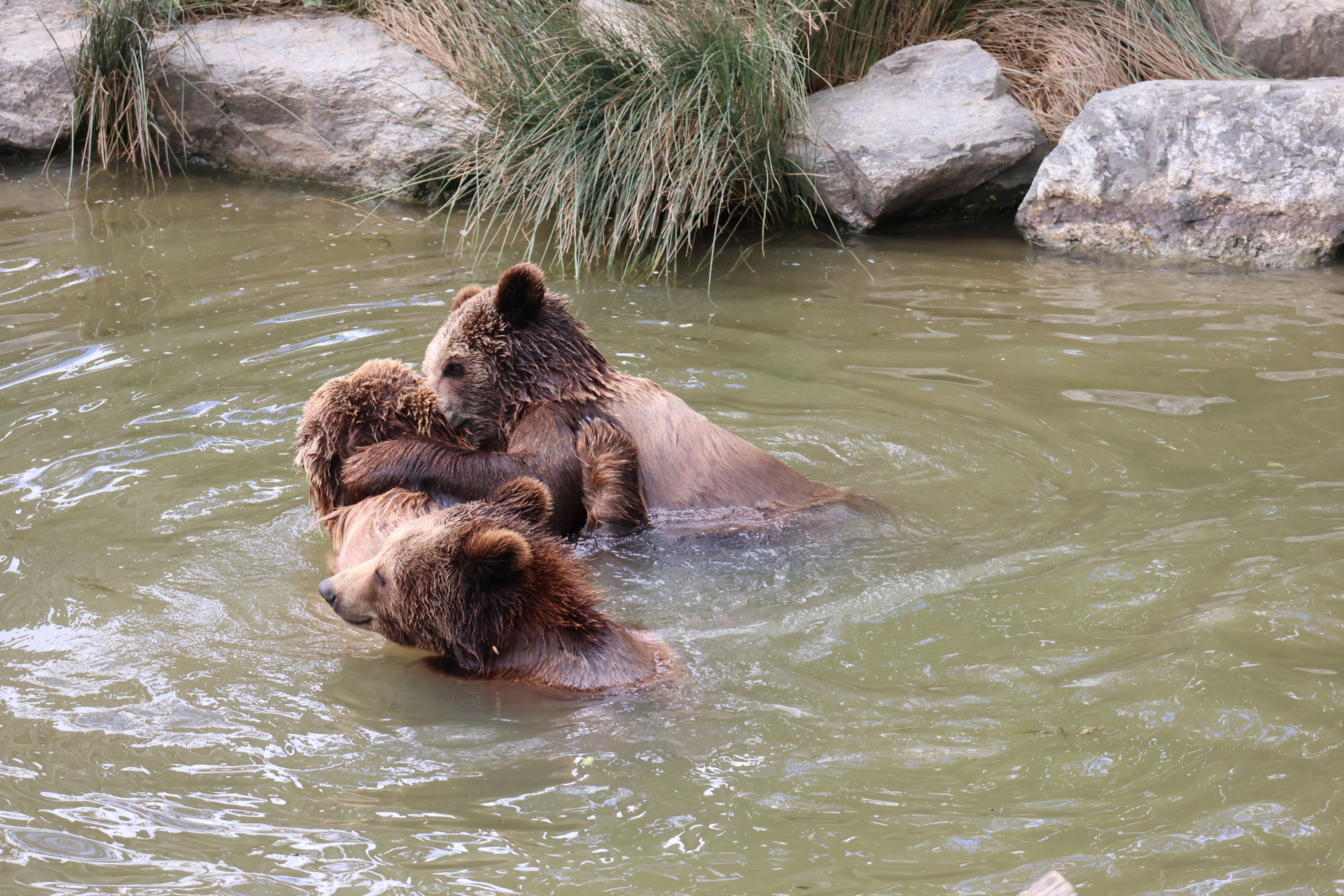 Playful Brown Bears Splashing in Water · Free Stock Photo