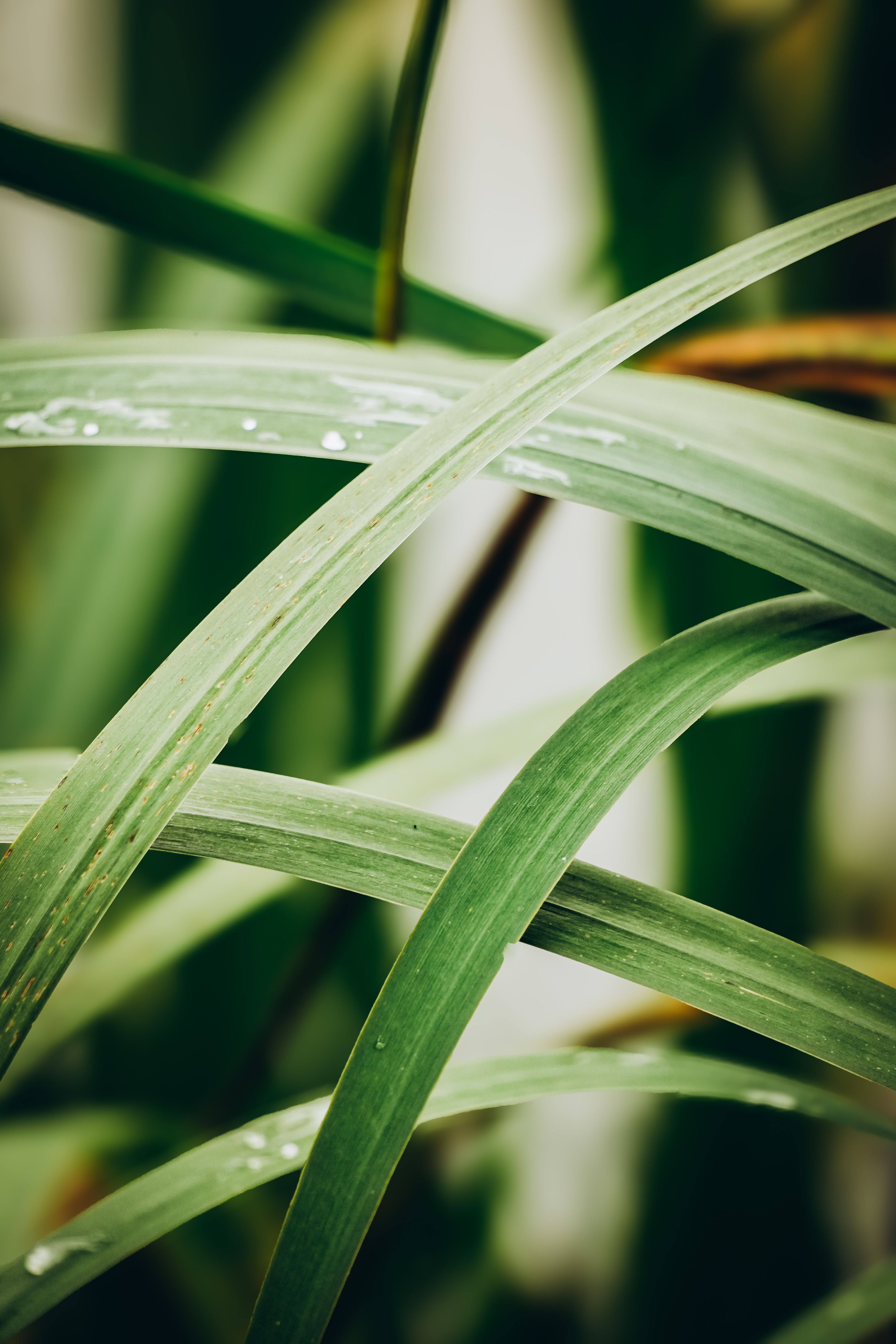 Artistic Close-Up of Green Leaf Blades · Free Stock Photo
