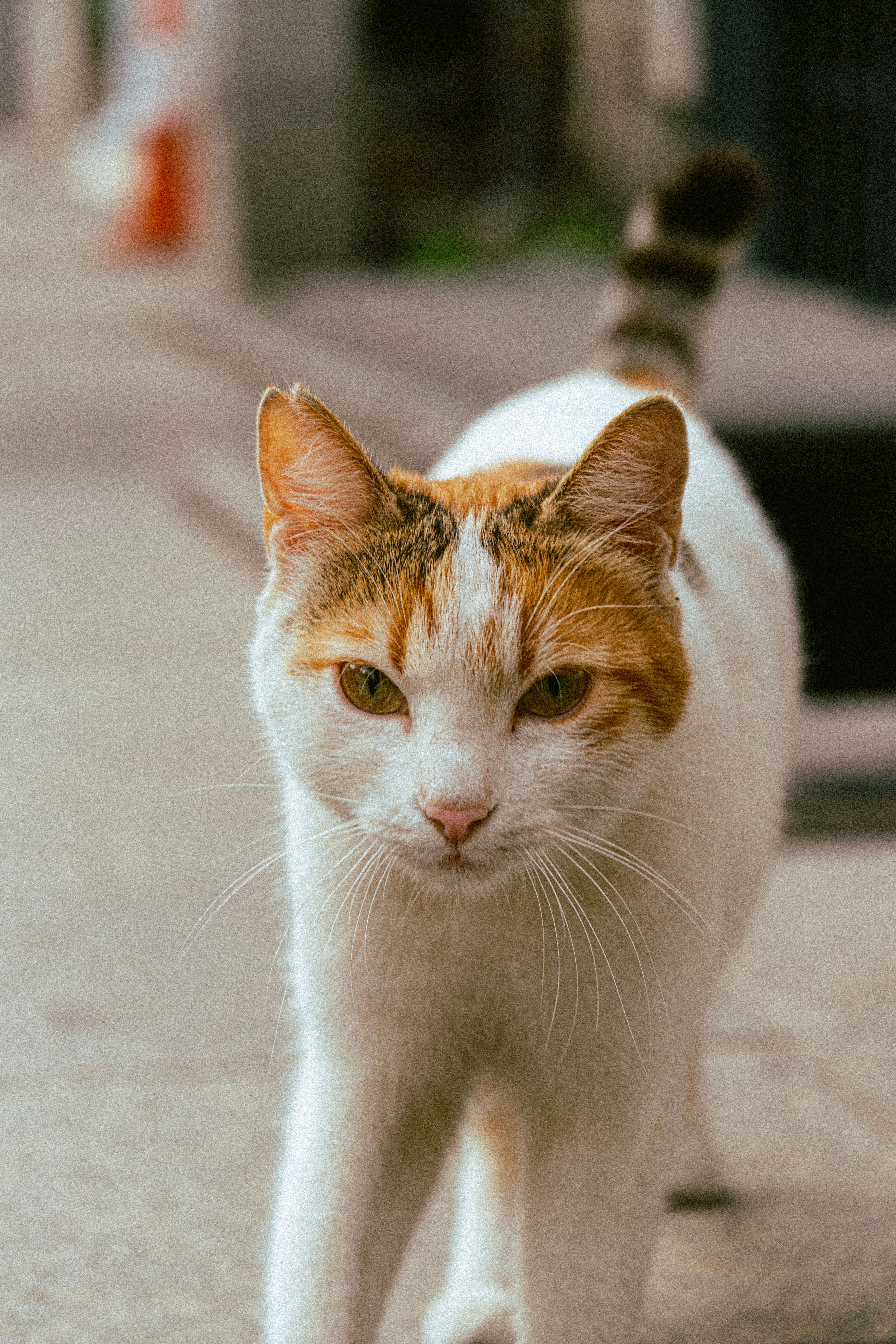 Close-Up of a Calico Cat on a Sunny Street · Free Stock Photo
