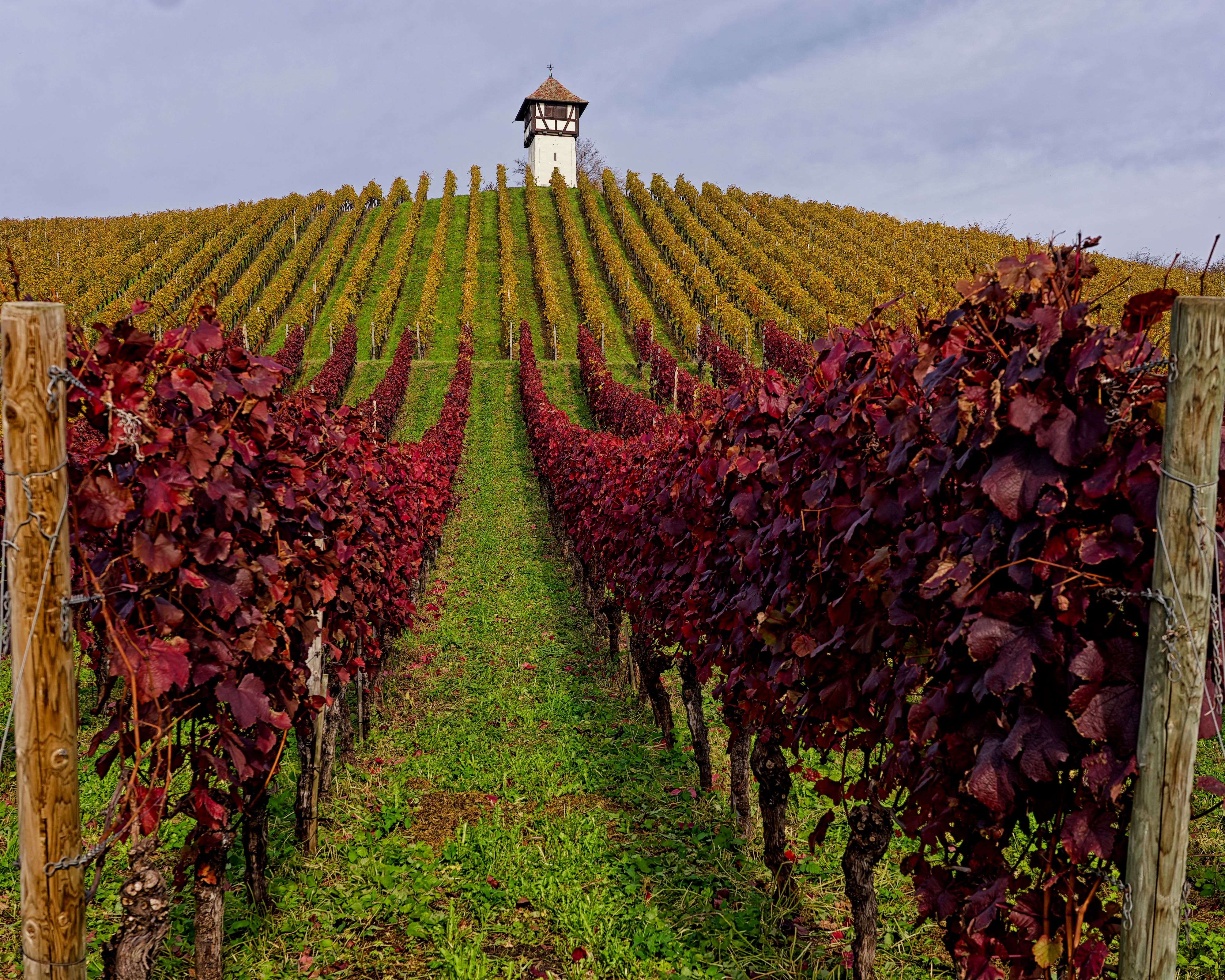 A church in the middle of a vineyard · Free Stock Photo