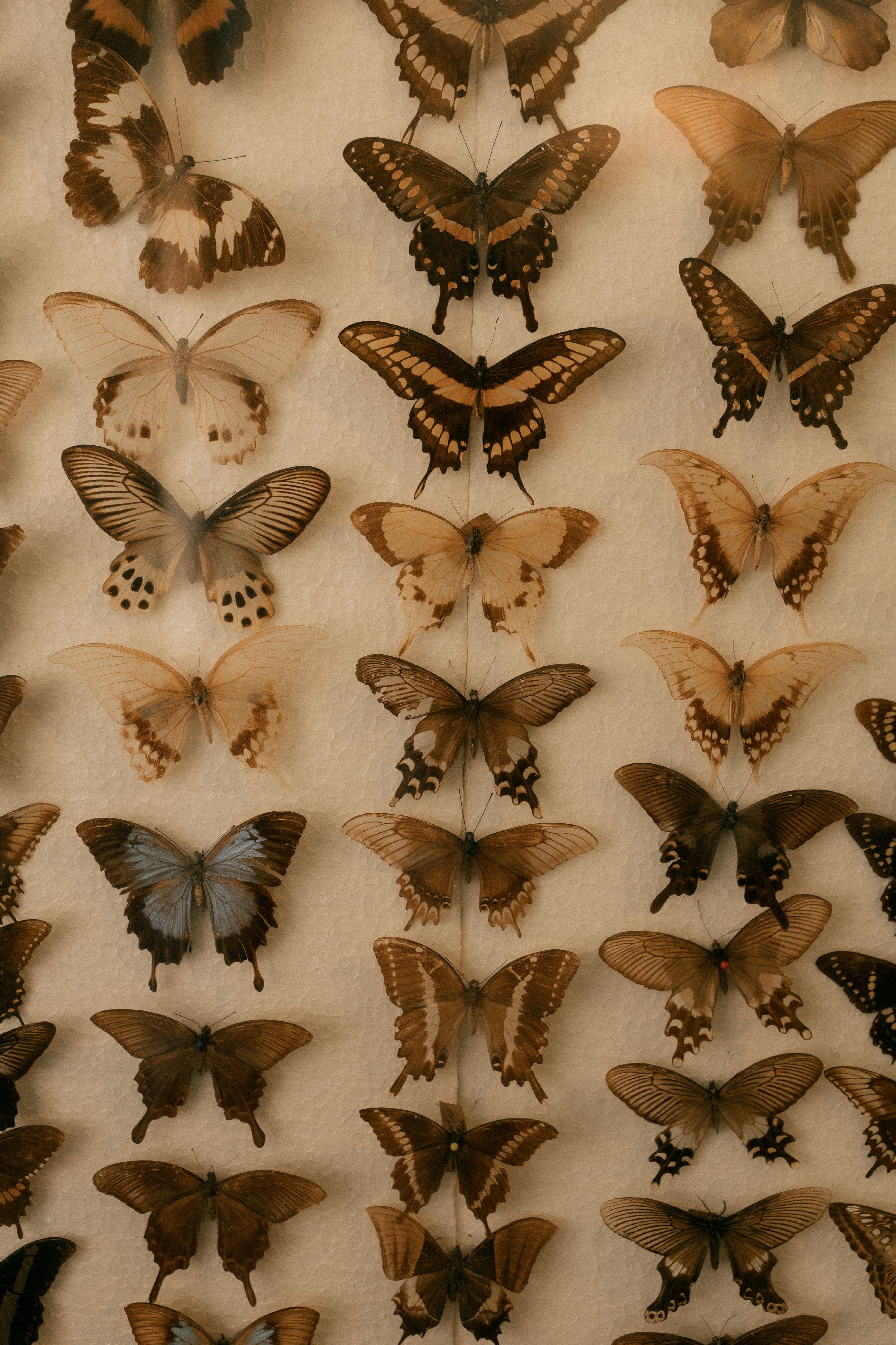 Collection of Natural Butterfly Specimens on Display · Free Stock Photo
