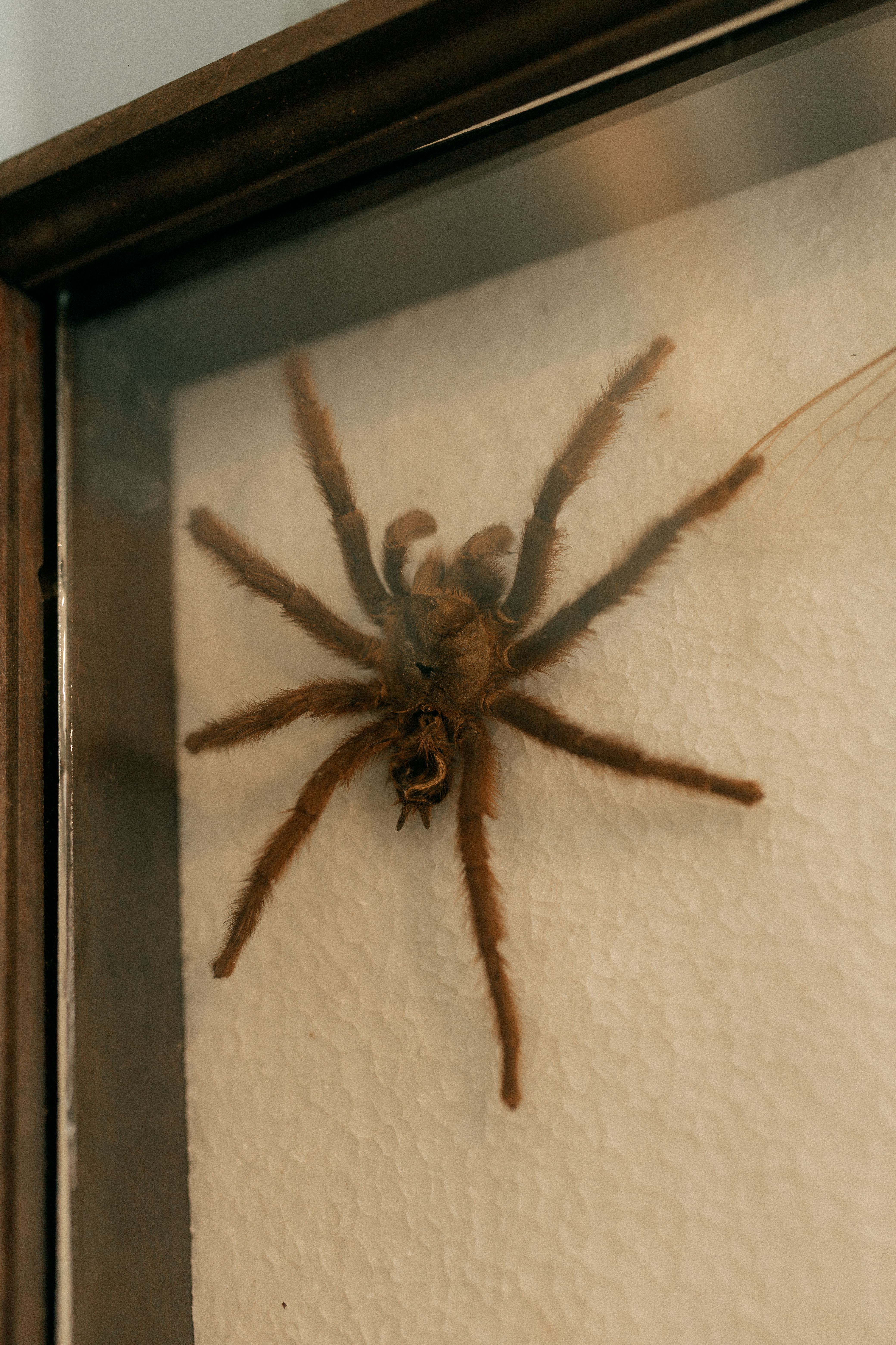 Framed Tarantula in a Display Case · Free Stock Photo