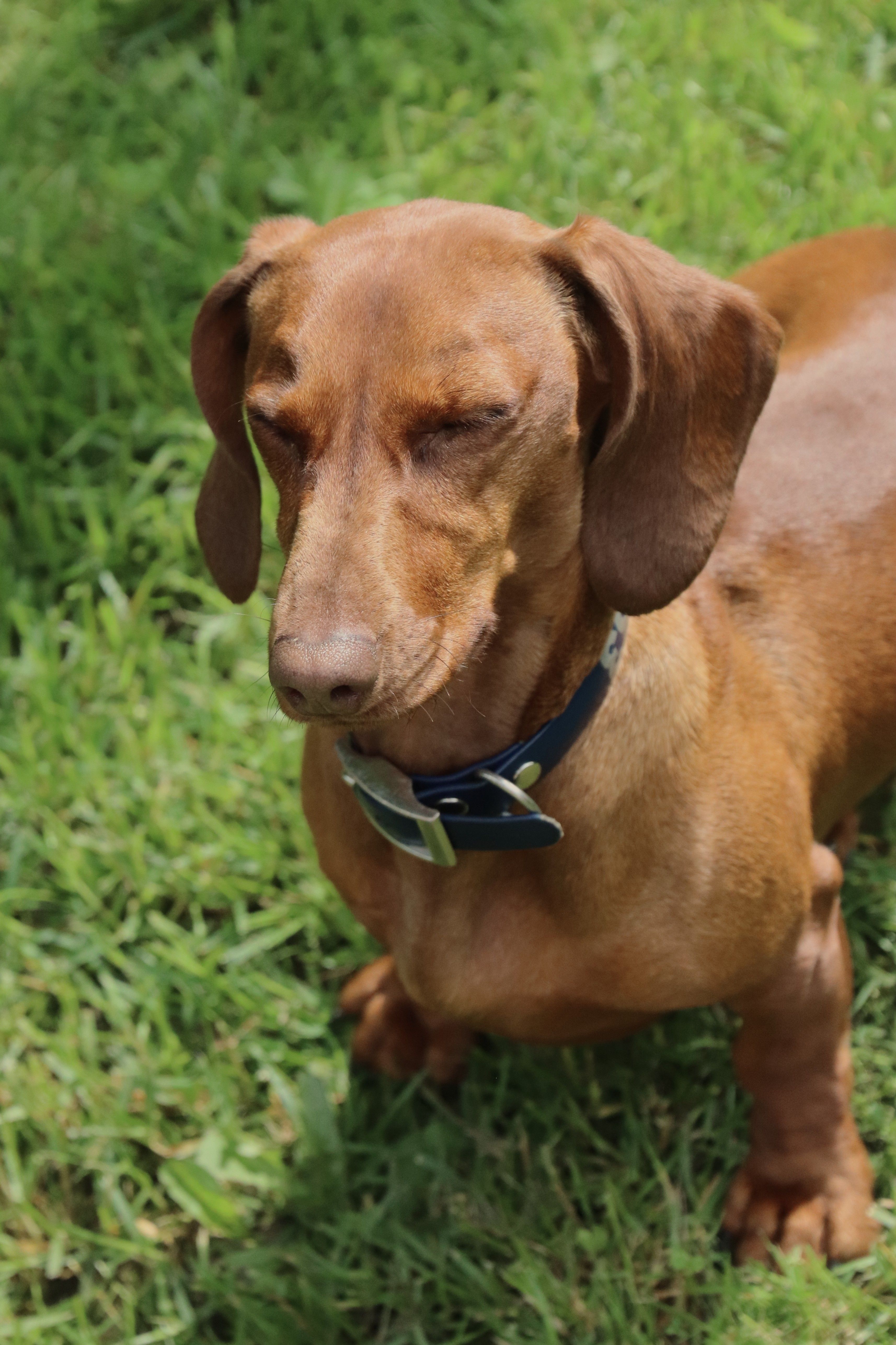 Weiner Dog Photos, Download The BEST Free Weiner Dog Stock Photos & HD ...