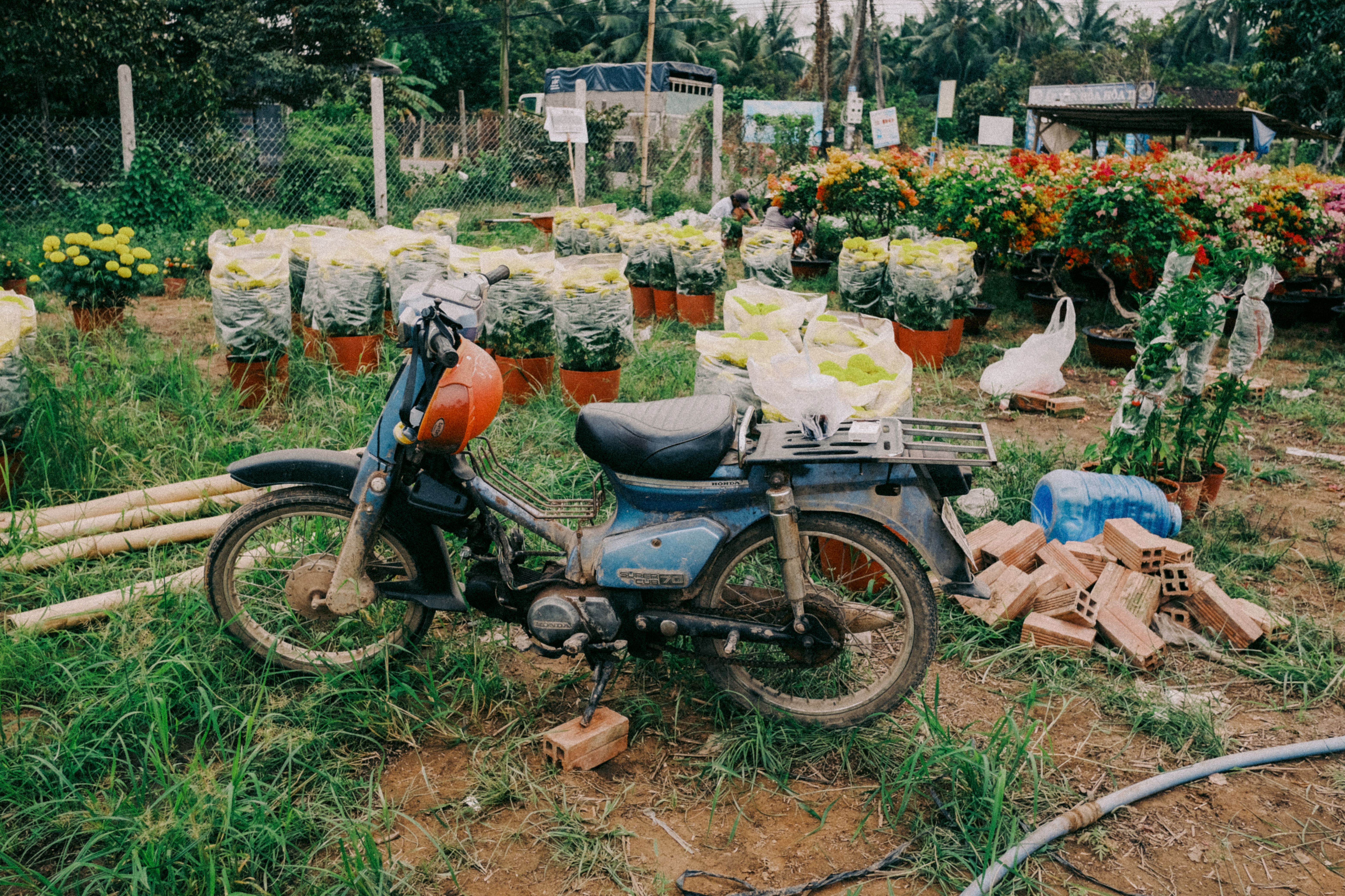 Vintage motorcycle amidst vibrant plant nursery · Free Stock Photo