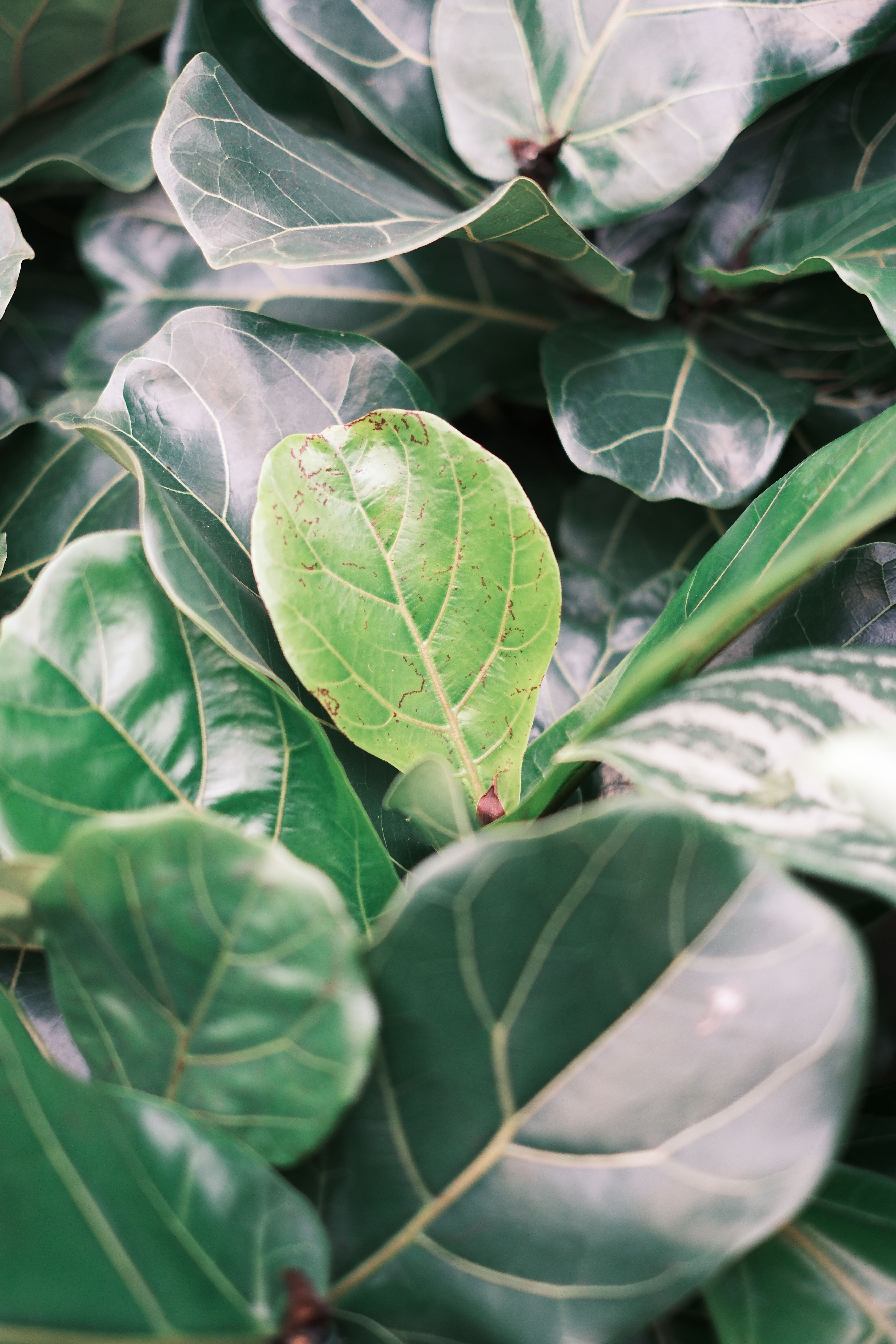 Close-up of Fiddle Leaf Fig Leaves · Free Stock Photo