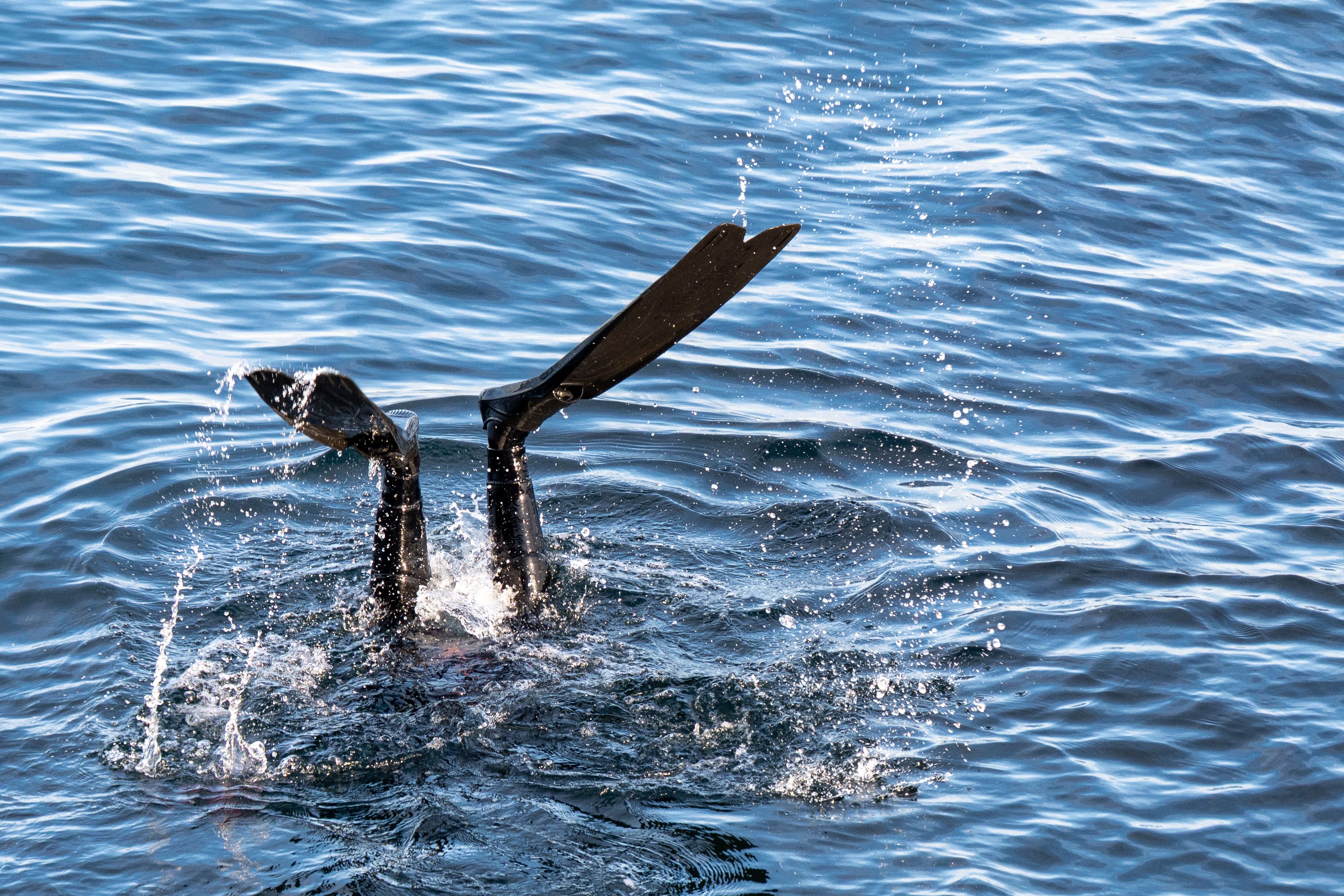Diver's Legs and Flippers Emerge from Ocean Waters · Free Stock Photo