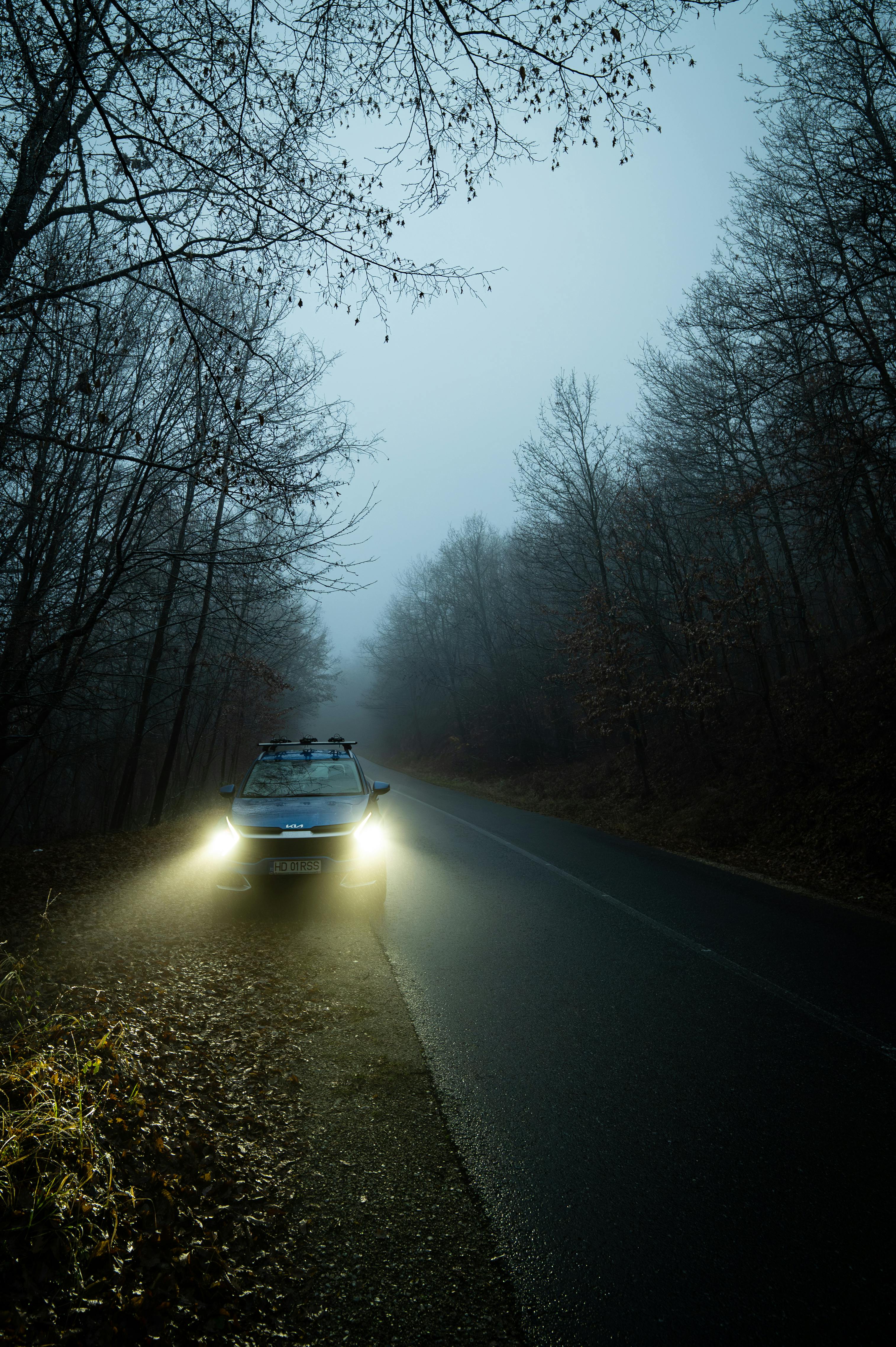 Fog Forest Night Photos, Download The BEST Free Fog Forest Night Stock Photos & HD Images