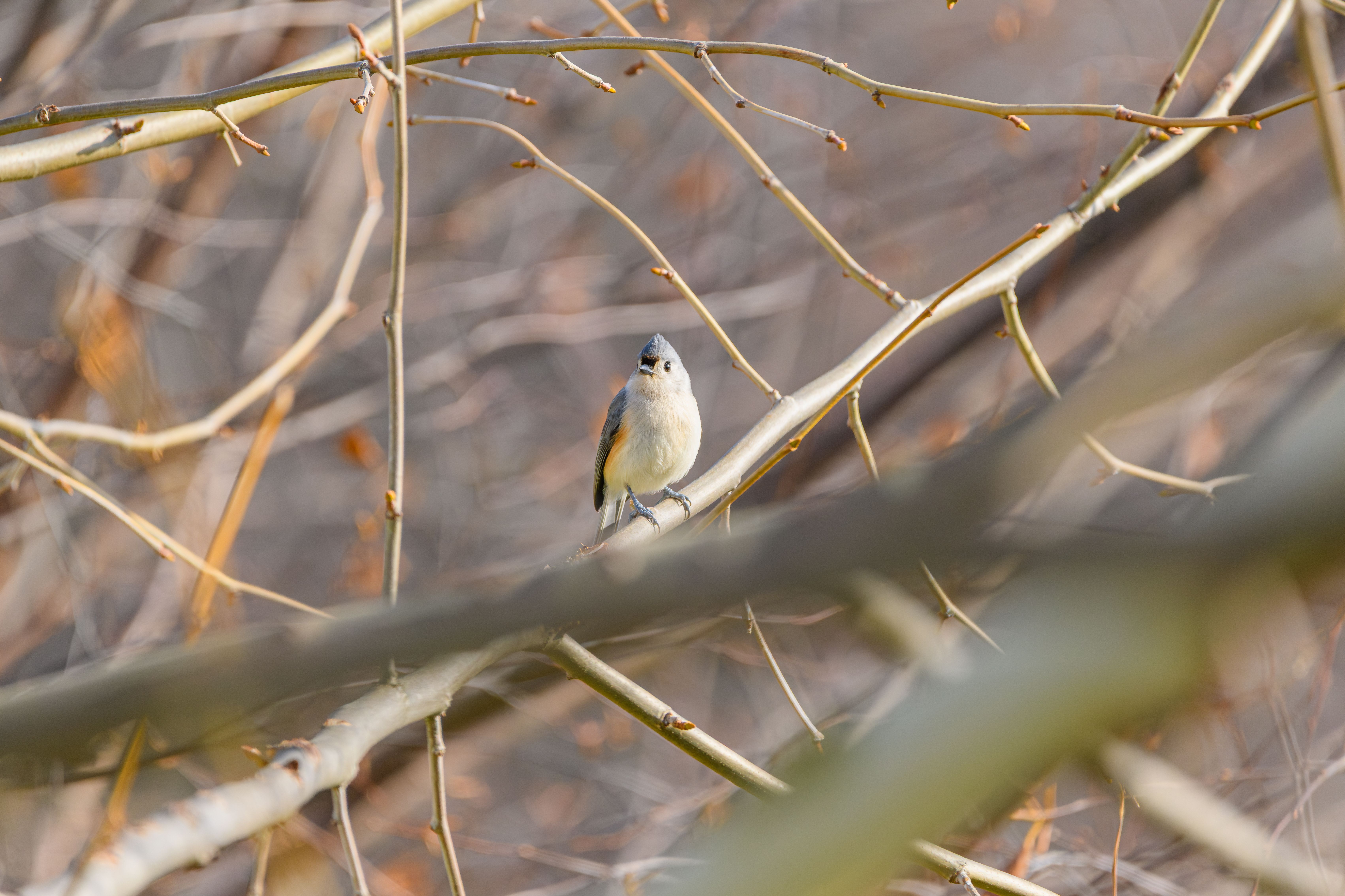 Tufted Titmouse on Bare Branches in Fall · Free Stock Photo