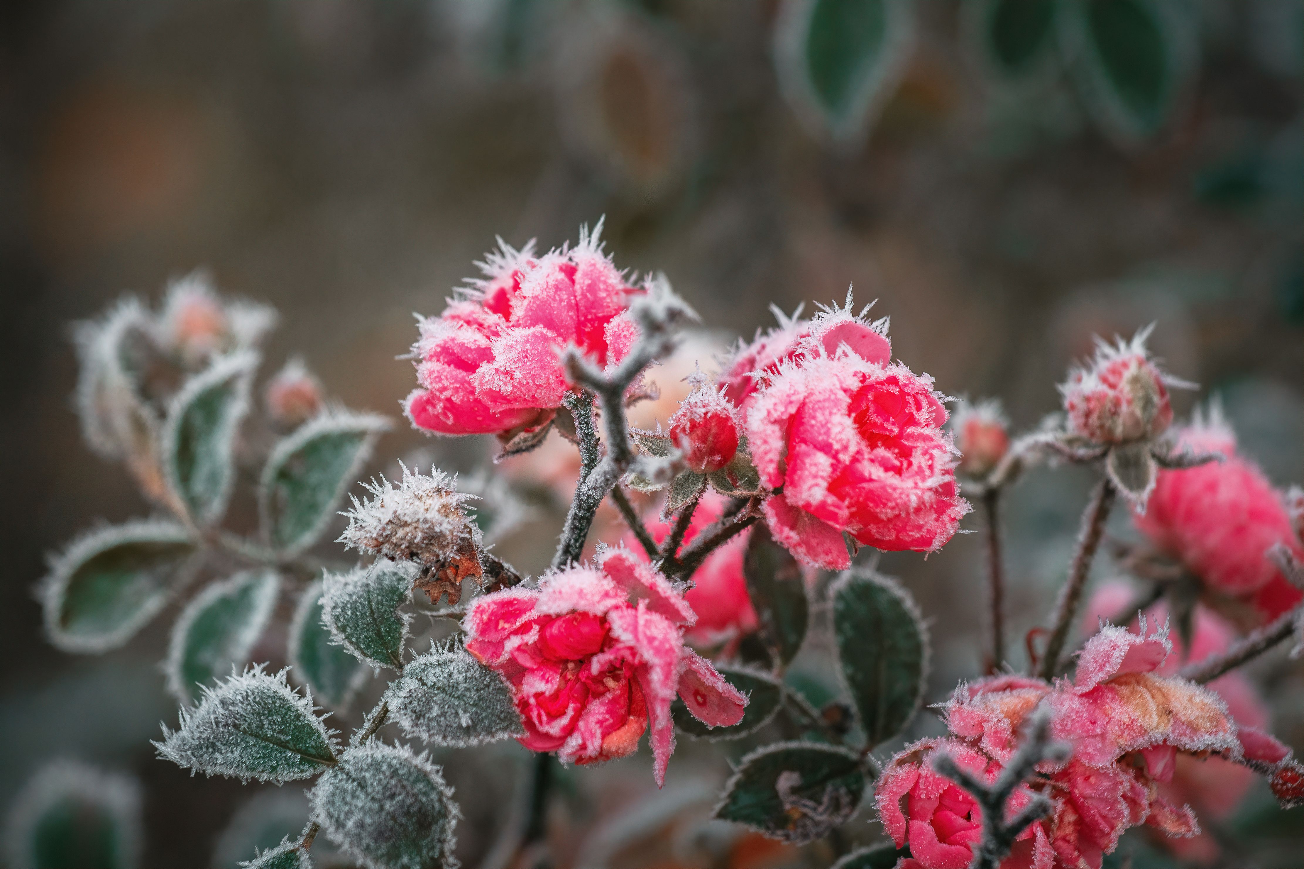 Frost-Covered Pink Roses in Winter · Free Stock Photo
