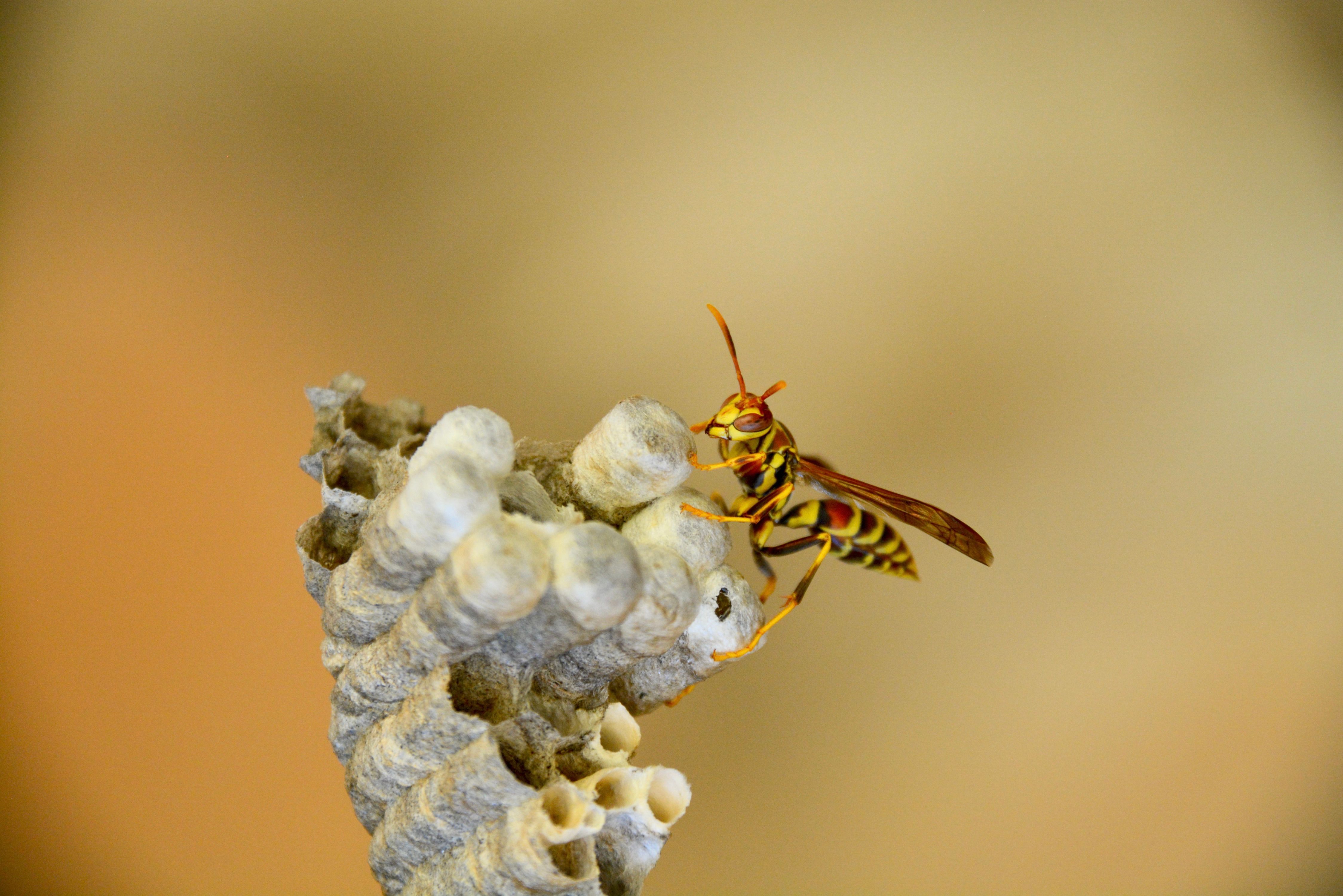 Close-up of a Paper Wasp on Nest Structure · Free Stock Photo