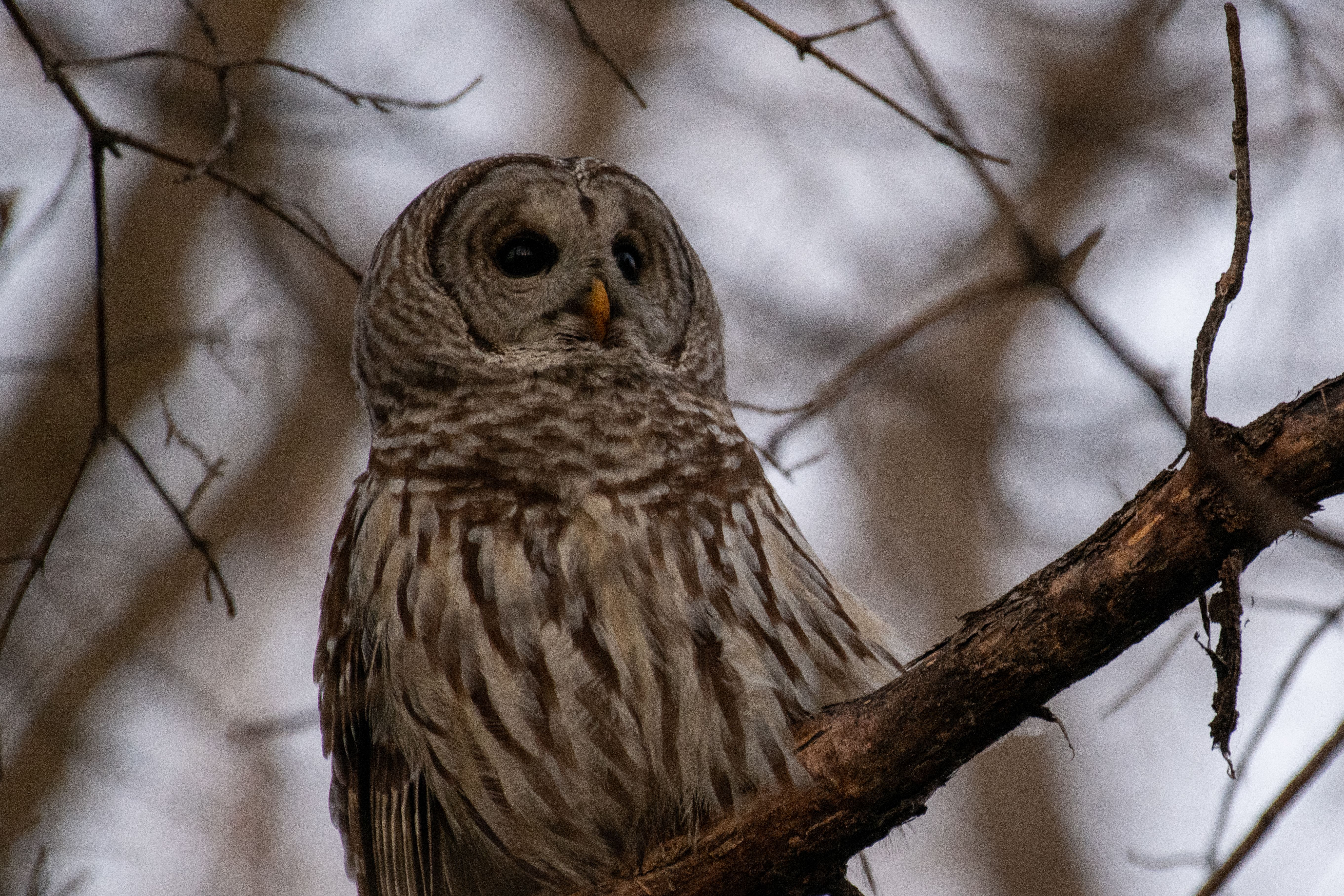 Barred Owl Perched on Tree Branch · Free Stock Photo