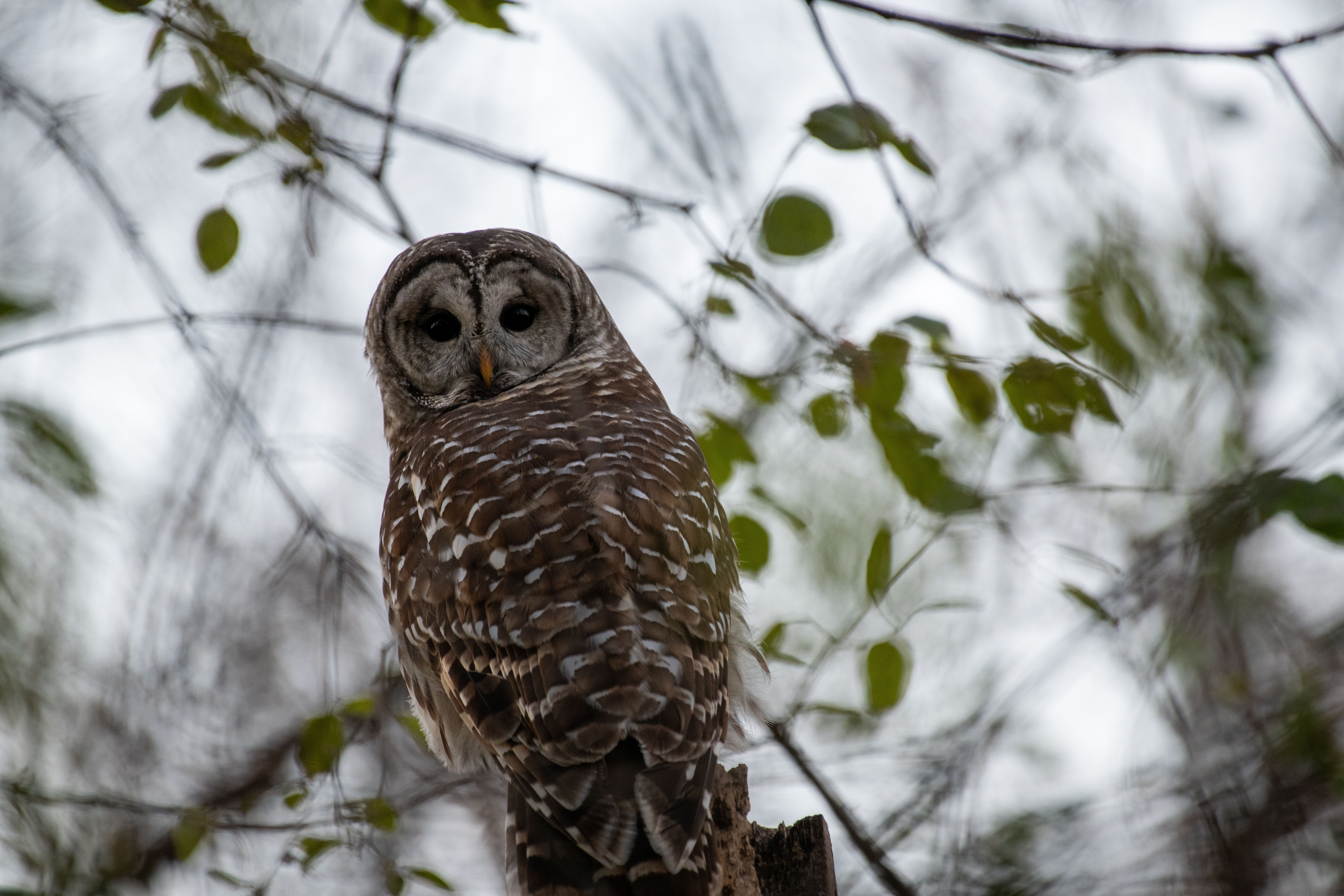 Majestic Barred Owl in Natural Habitat · Free Stock Photo