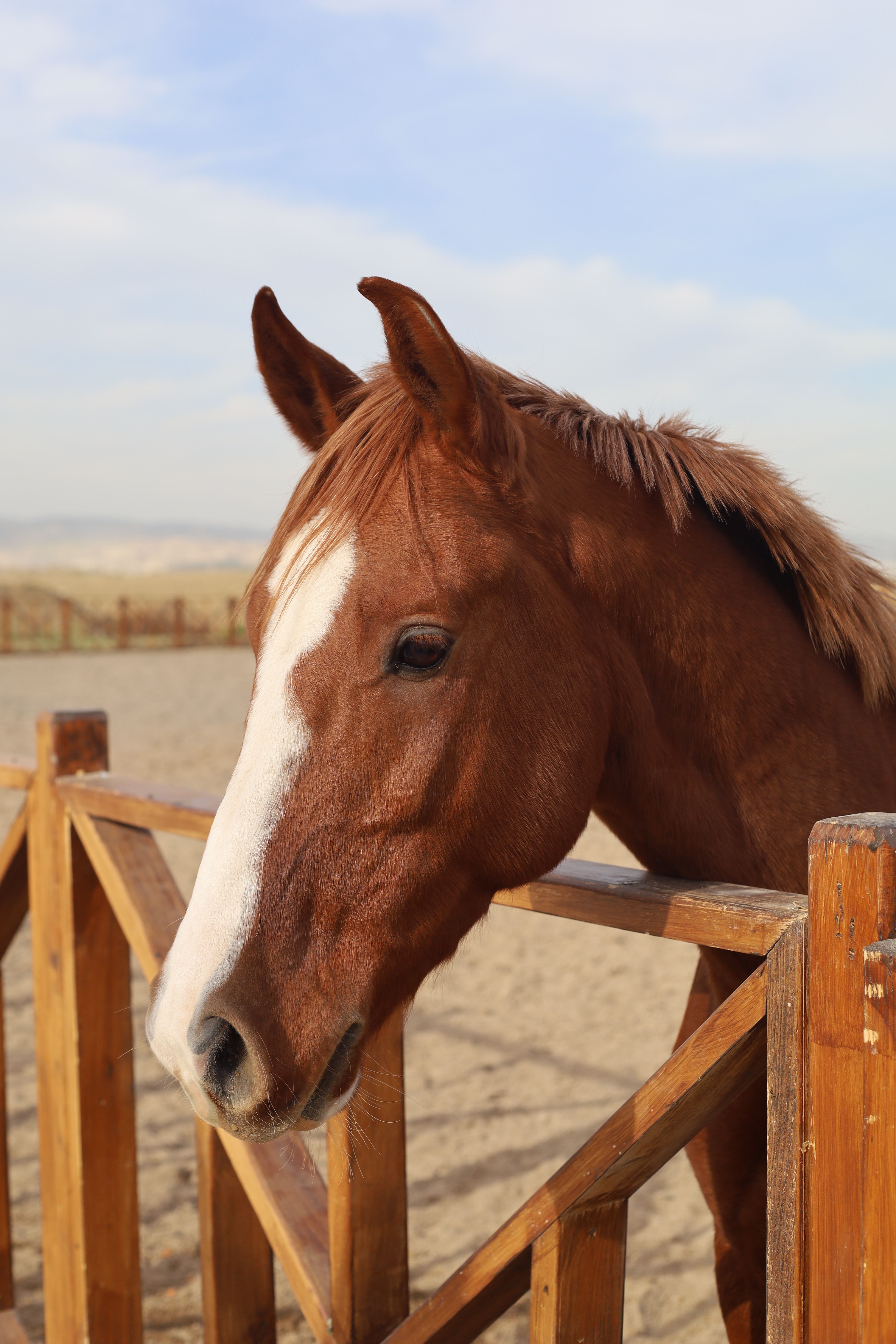 Overcrowded Farm Photos, Download The BEST Free Overcrowded Farm Stock ...