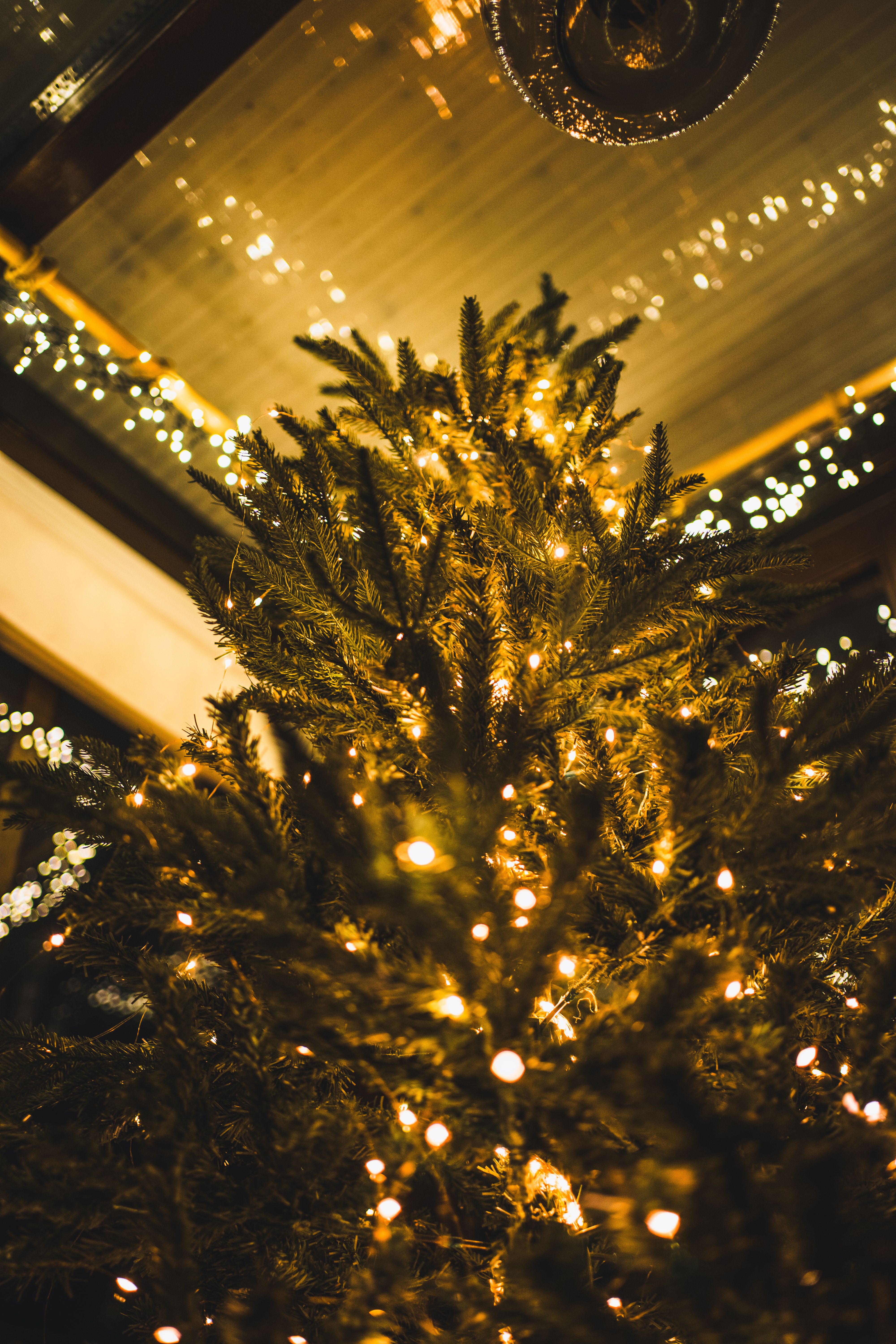 Festive Christmas Tree with Warm Lights · Free Stock Photo