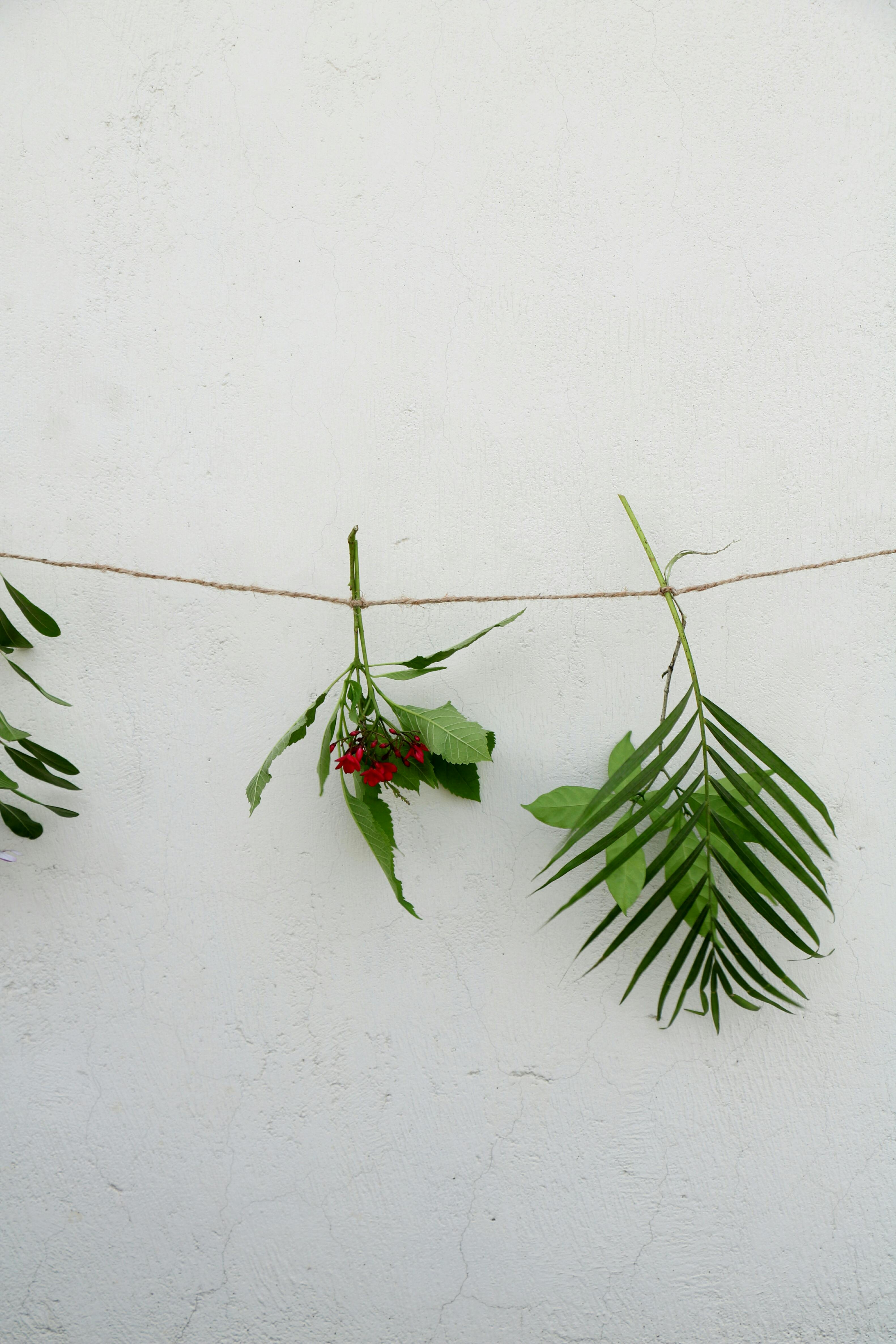 Hanging green bunches on rope · Free Stock Photo
