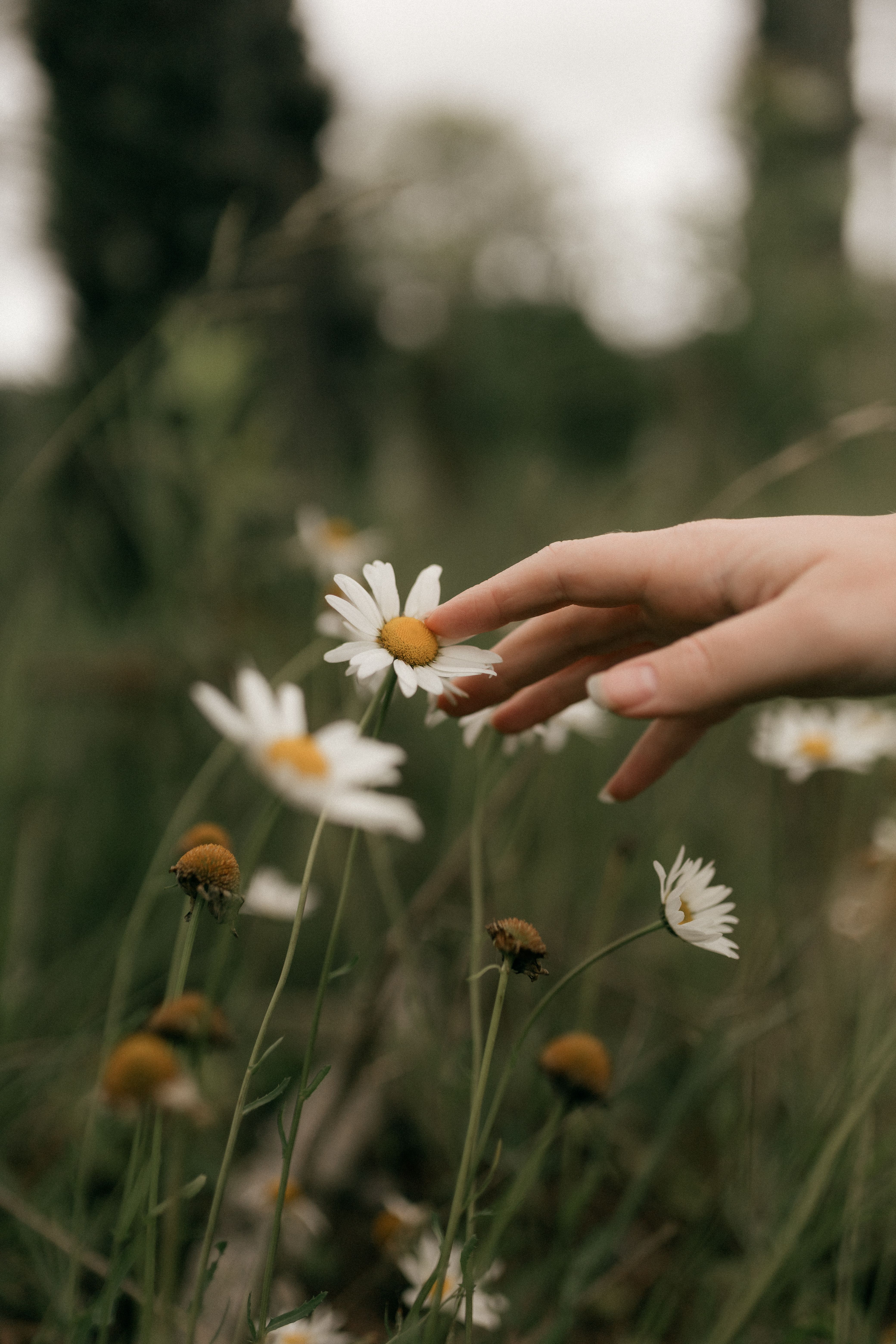 Woman Hand over White Roses · Free Stock Photo