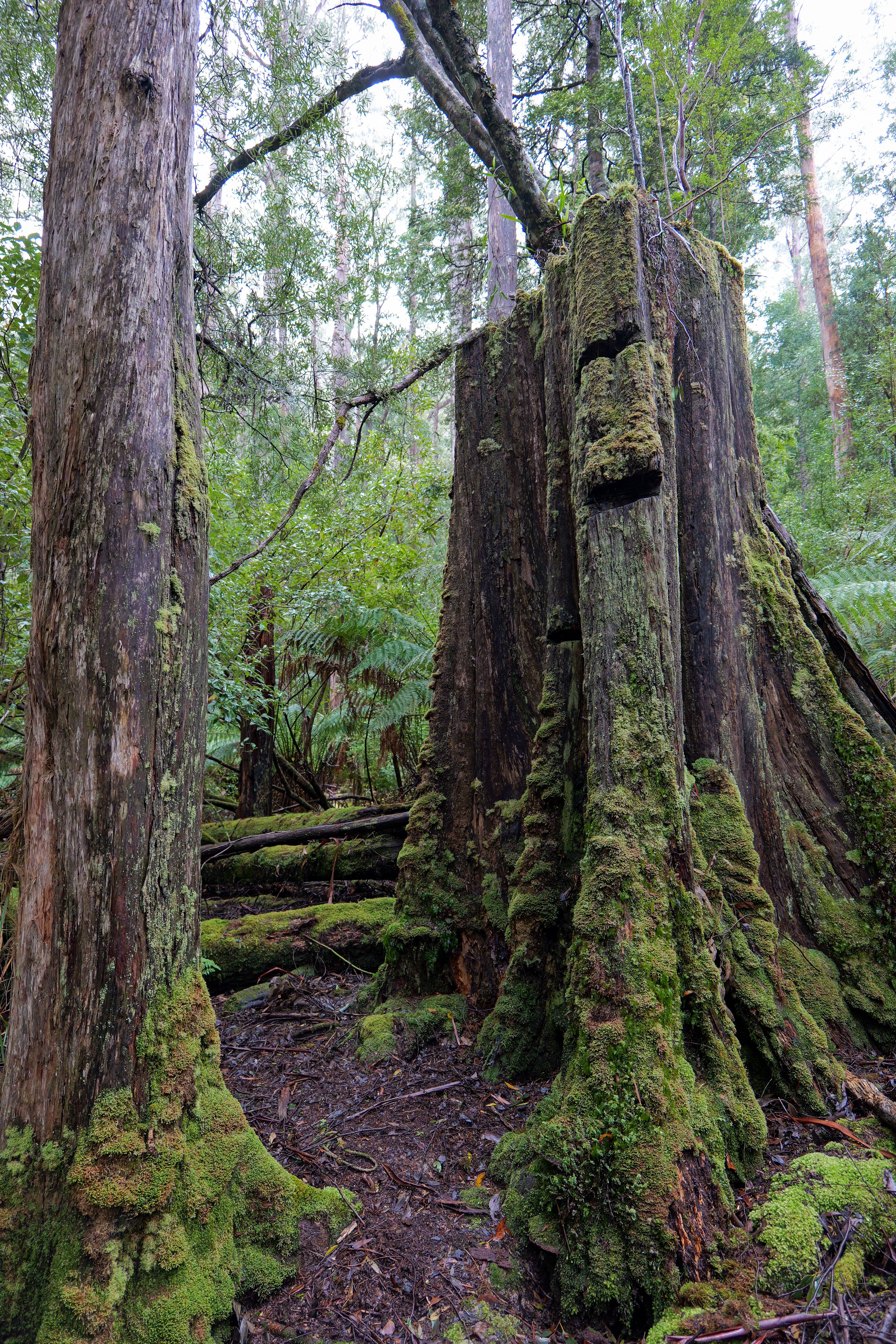 Ancient Mossy Trees in Tasmanian Forest · Free Stock Photo