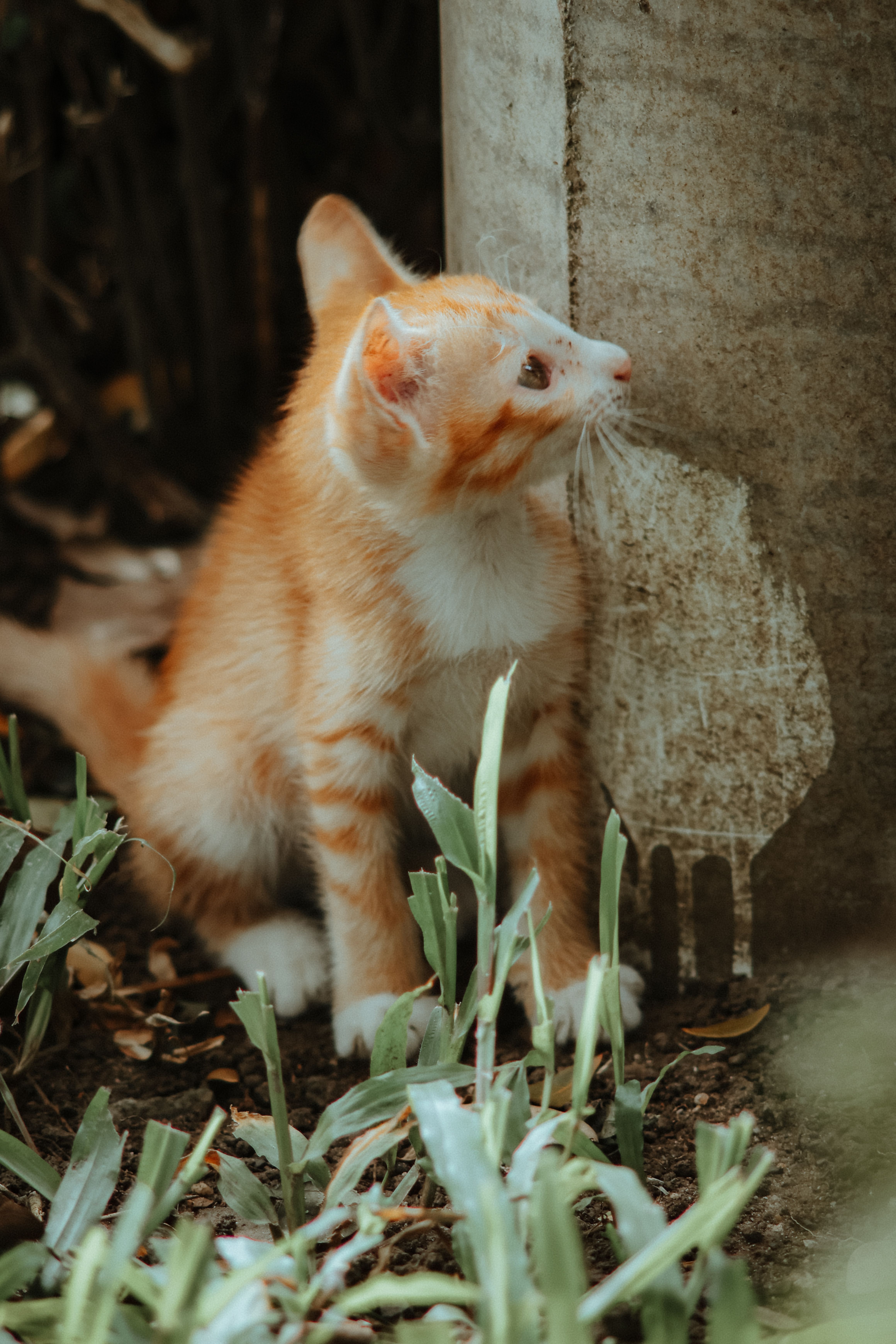 Curious Ginger Kitten in Natural Setting Outdoors · Free Stock Photo