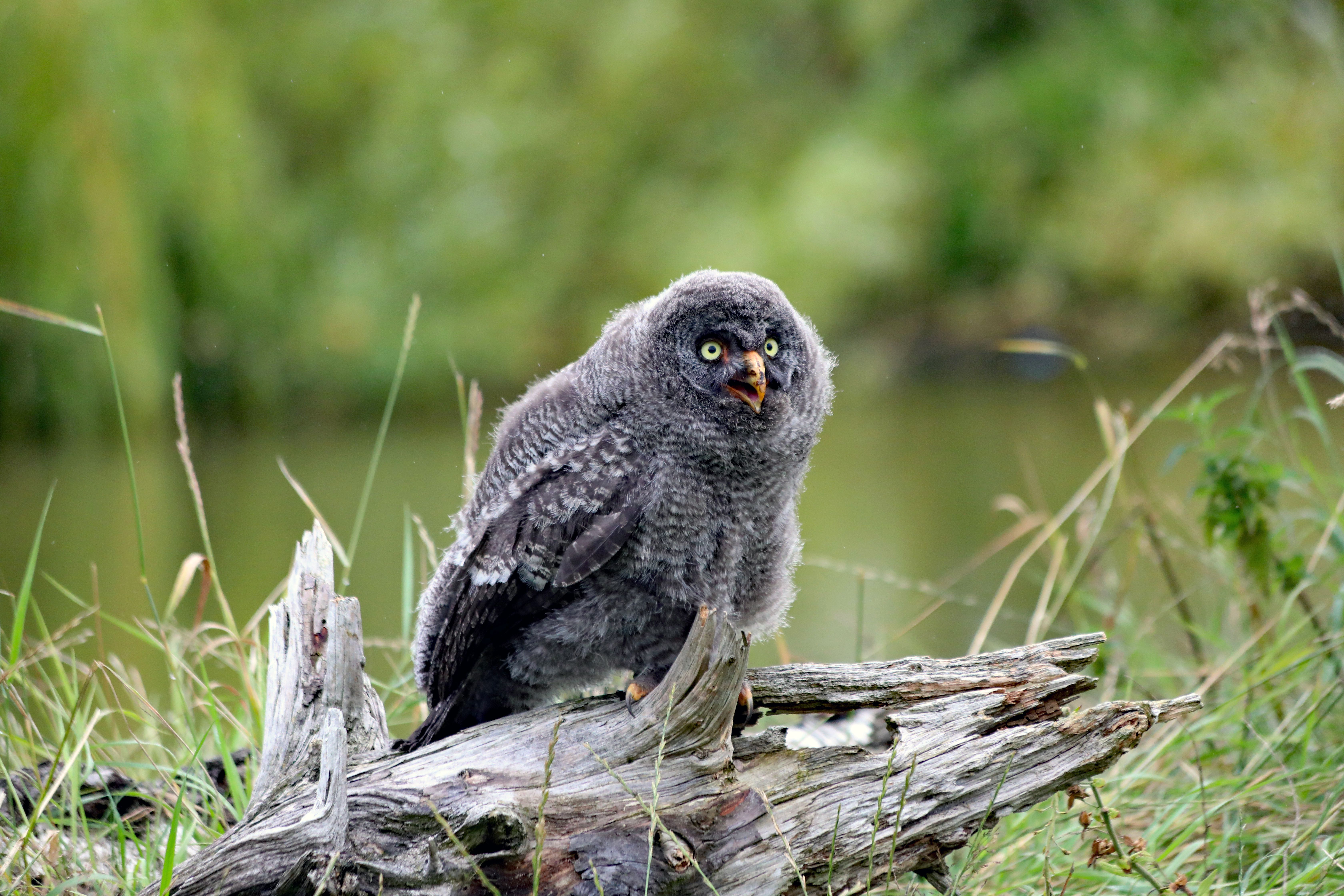 Great Gray Owl Chick on Weathered Log Outdoors · Free Stock Photo