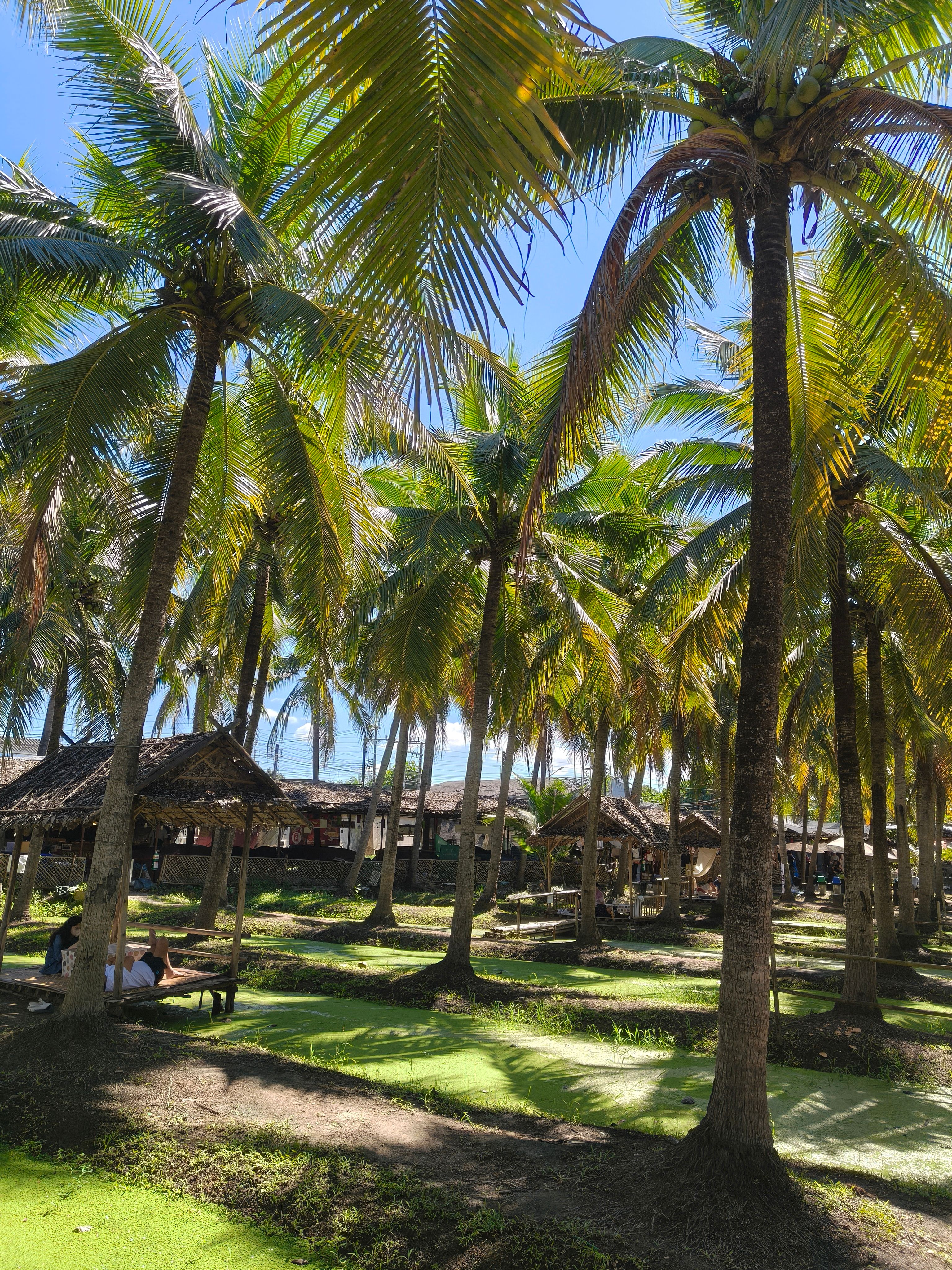 Sunny Coconut Grove with Relaxation Huts · Free Stock Photo