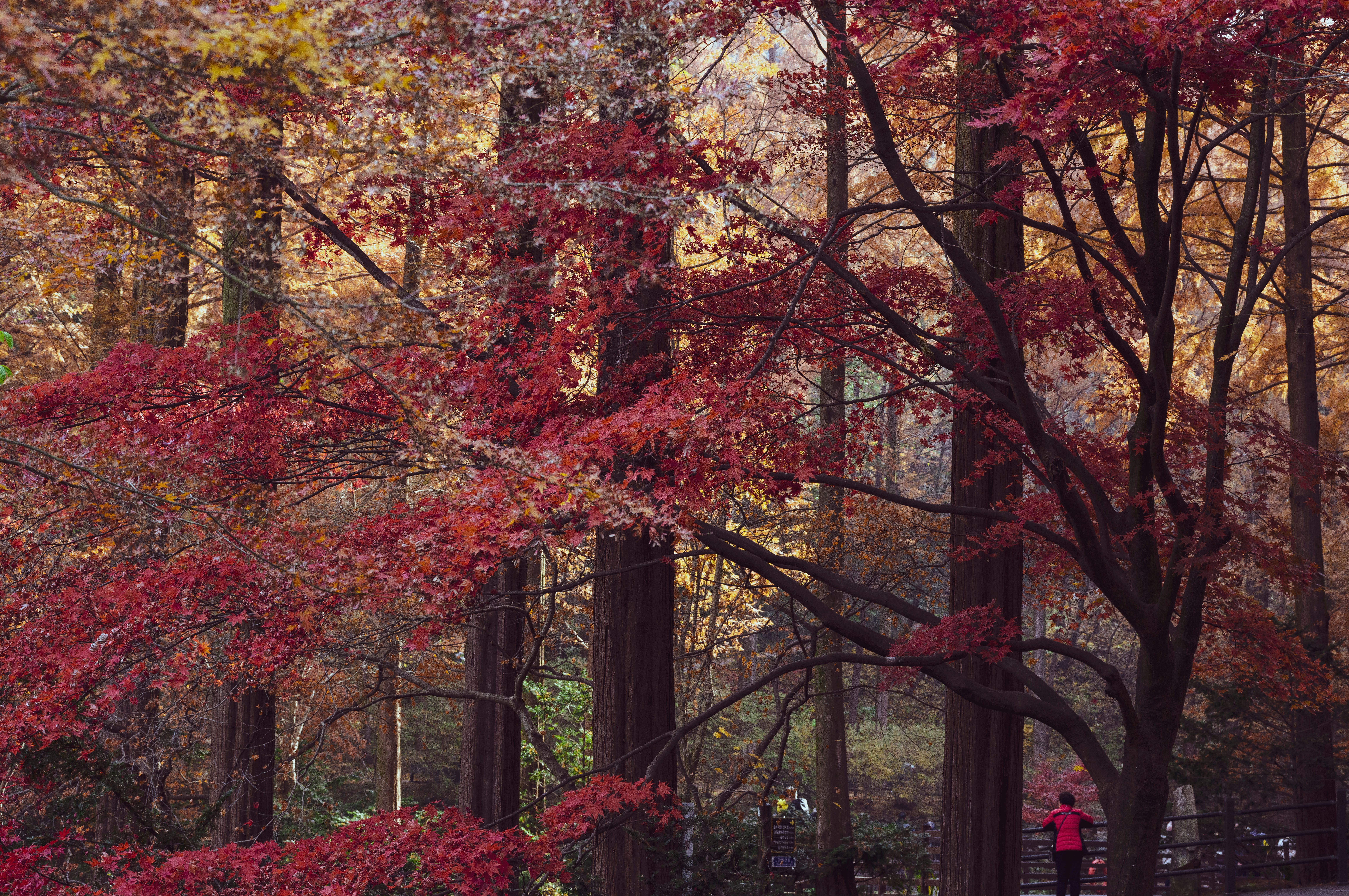 Autumn Forest with Vibrant Red Maple Trees · Free Stock Photo