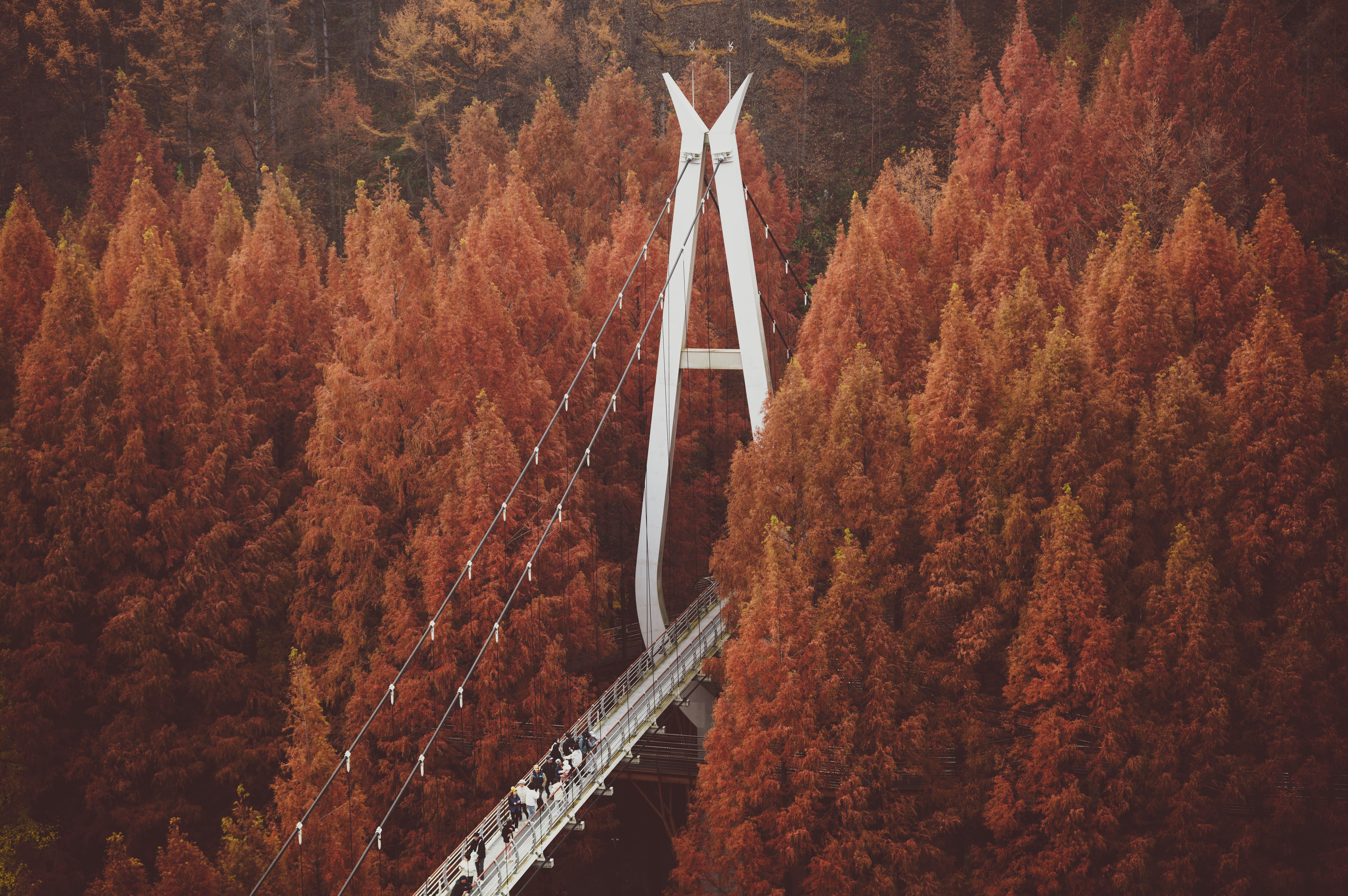 Scenic Autumn Suspension Bridge in Forest · Free Stock Photo