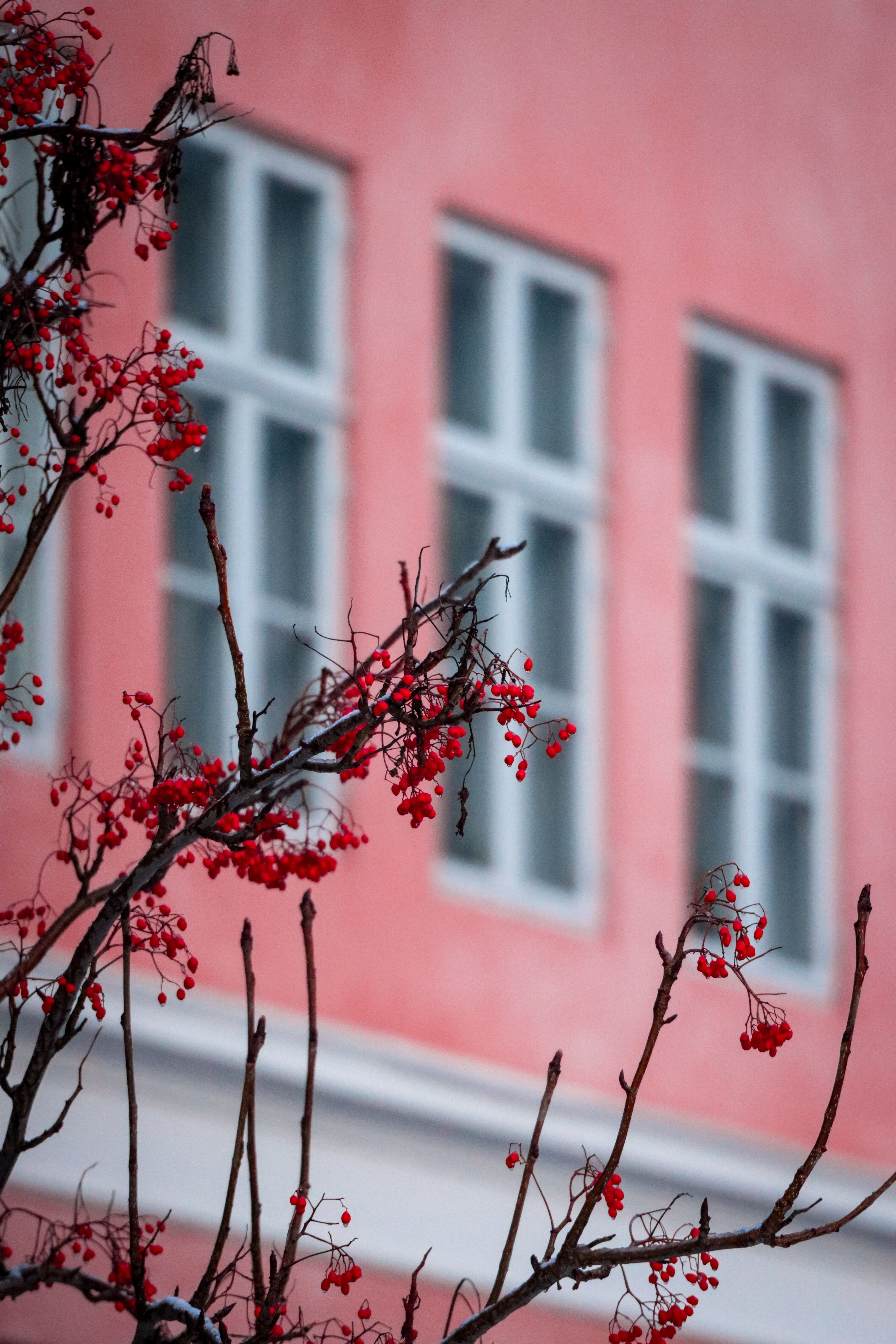 January Photo Photos, Download The BEST Free January Photo Stock Photos ...
