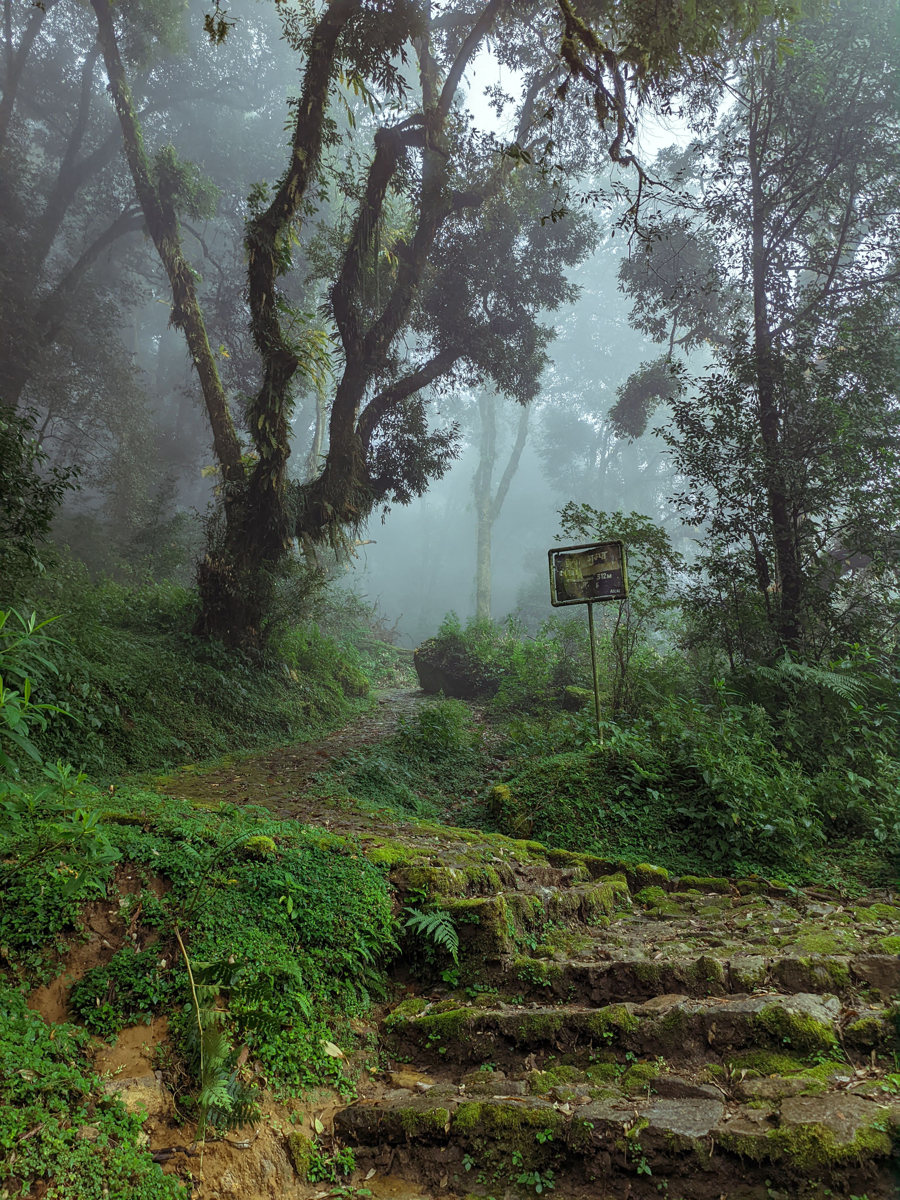 Foggy Forest Path with Lush Greenery · Free Stock Photo