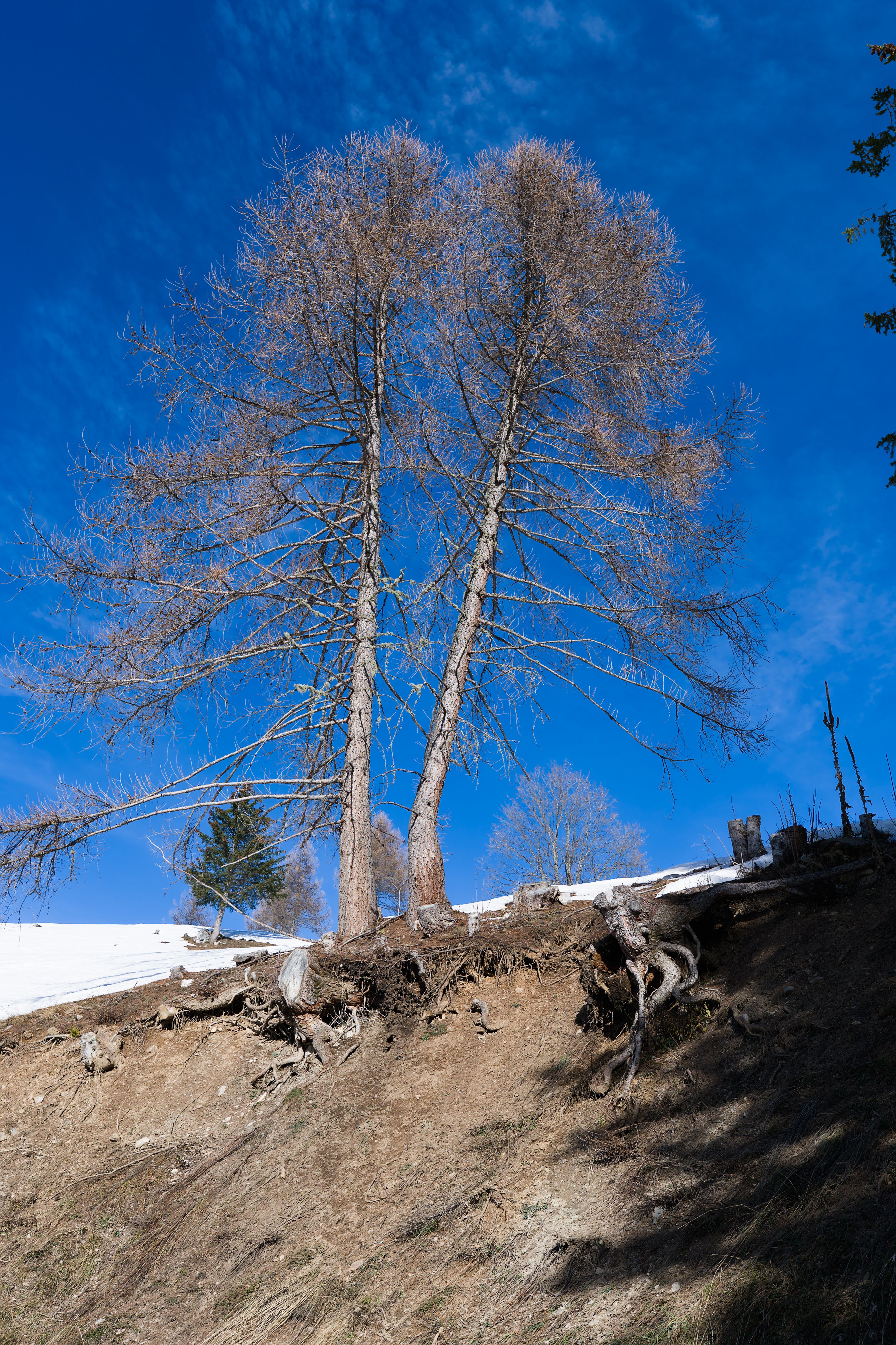 Winter Landscape with Bare Trees on Alpine Slope · Free Stock Photo
