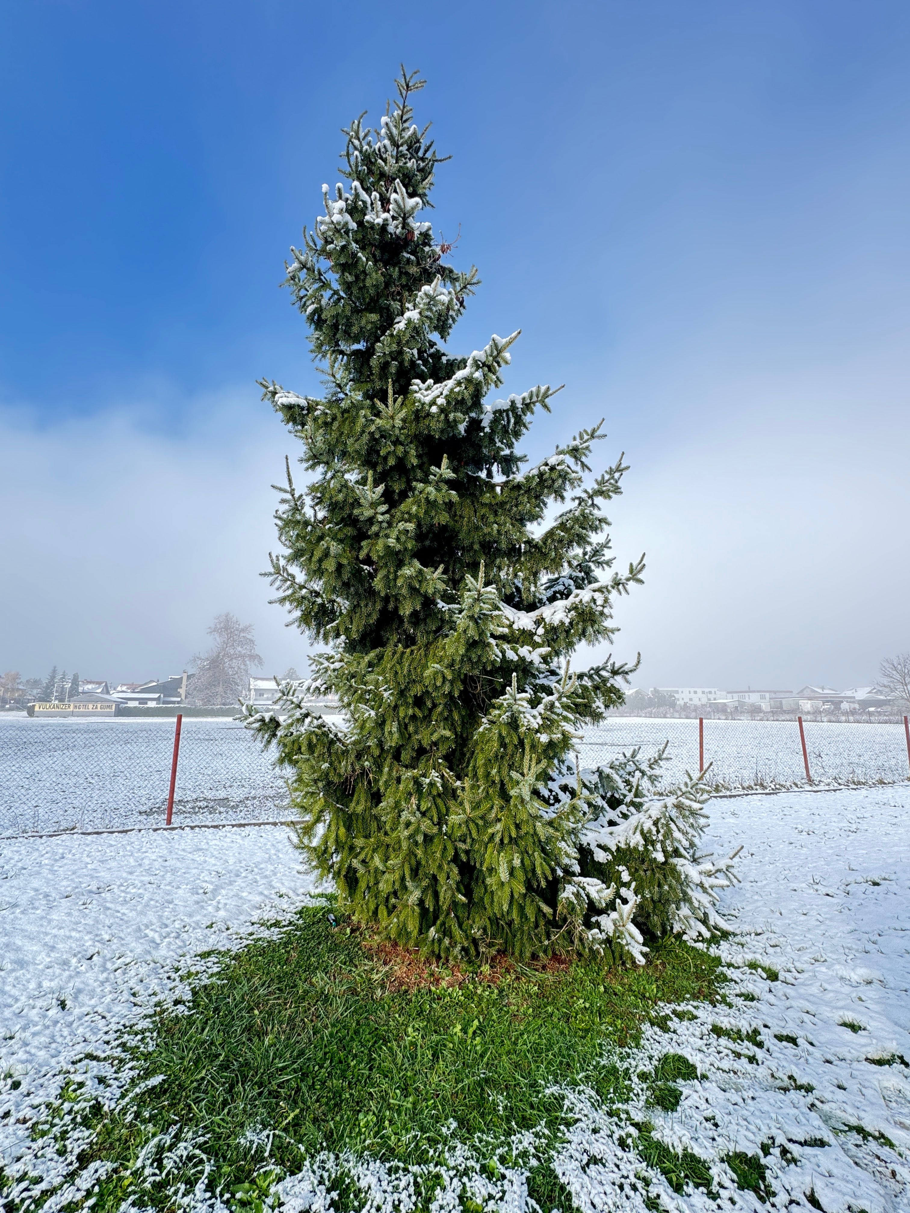Snow-Covered Evergreen in Winter Landscape · Free Stock Photo
