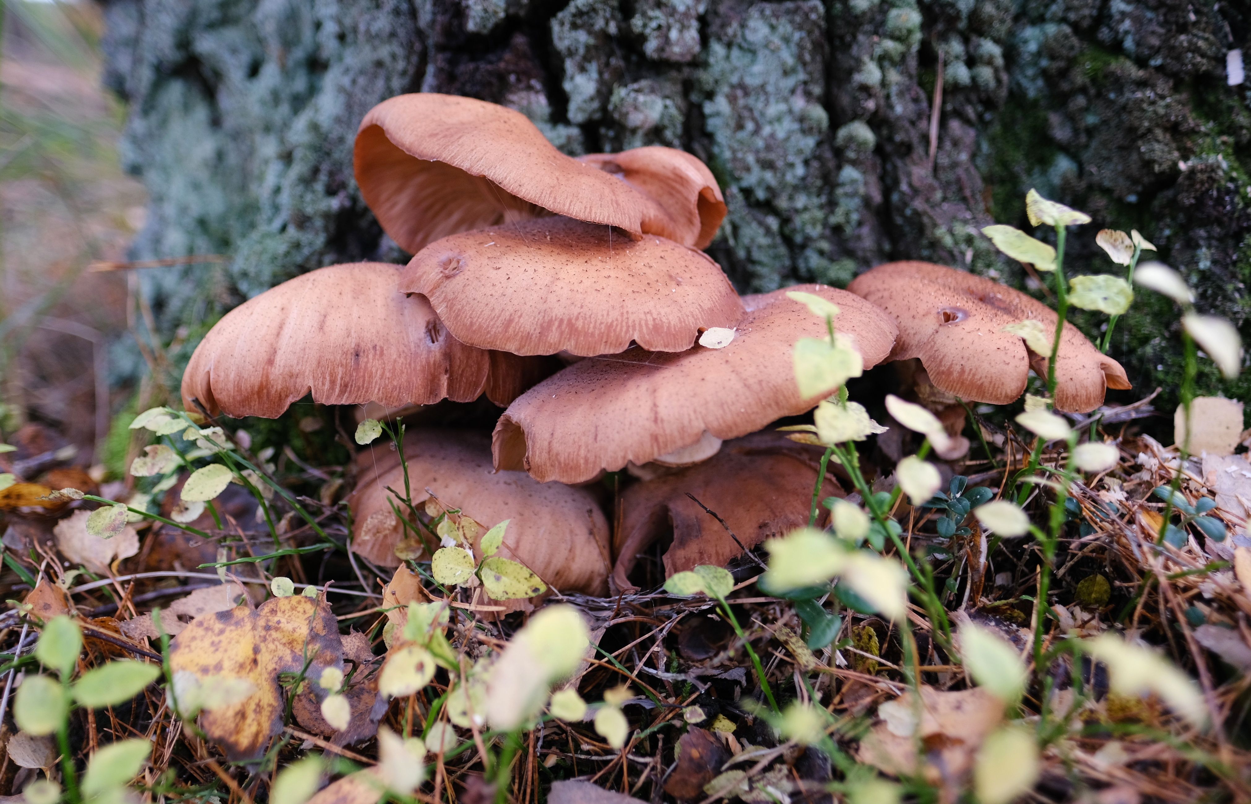 6.000+ Champignons Bilder und Fotos · Kostenlos Downloaden · Pexels ...