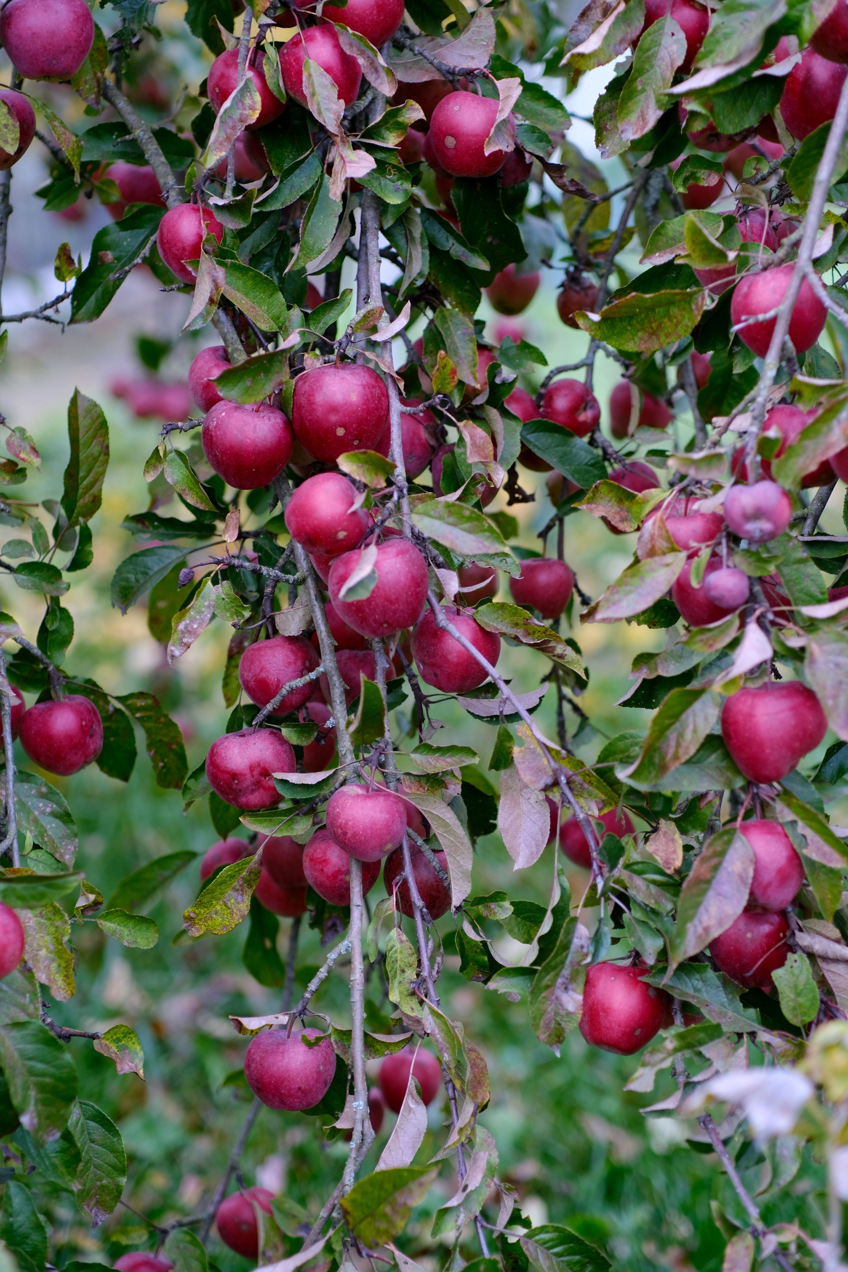 Red Apple Photos, Download The BEST Free Red Apple Stock Photos & HD Images