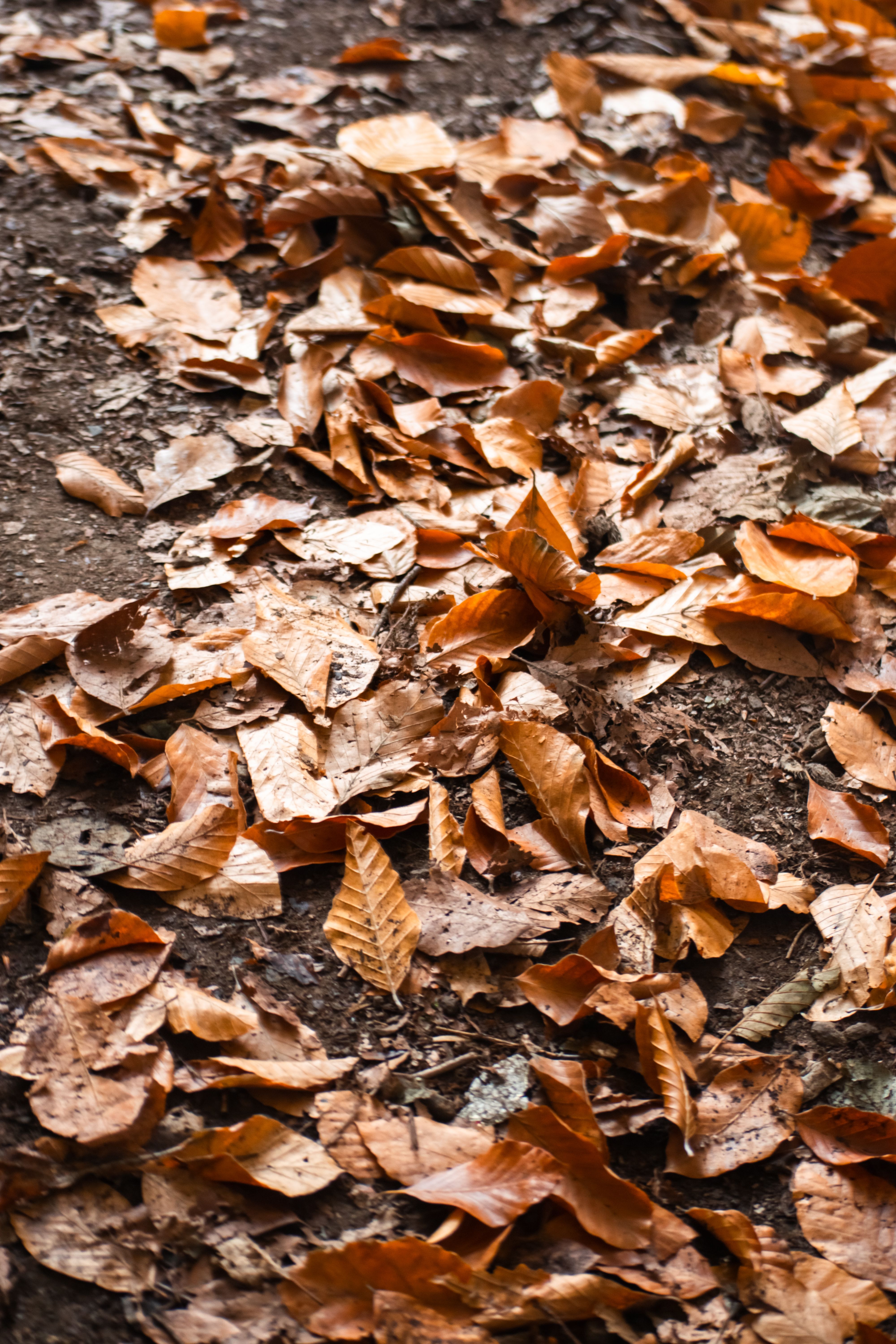 Vivid autumn leaves scattered on ground · Free Stock Photo
