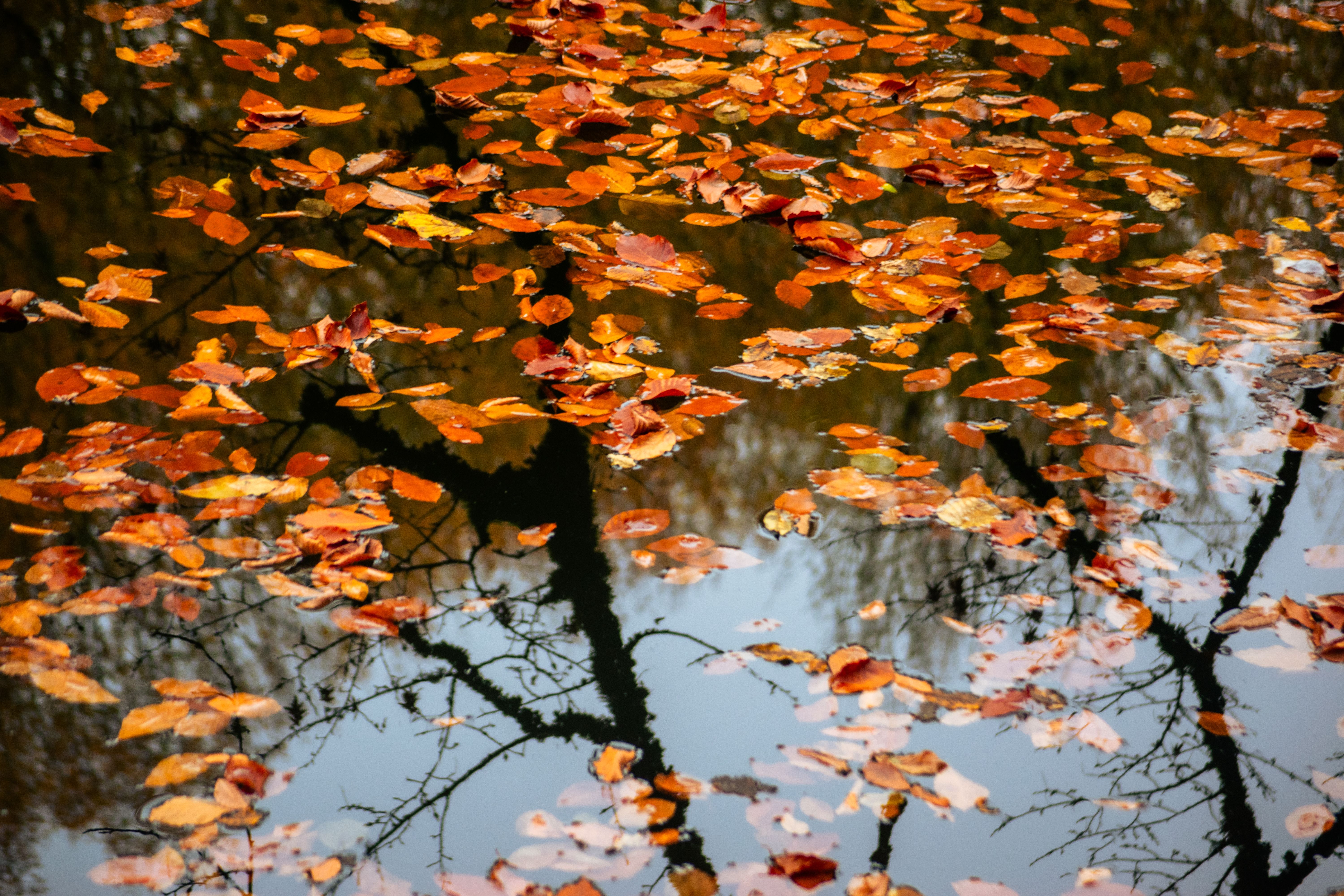 Autumn Leaves Reflected in Tranquil Water · Free Stock Photo