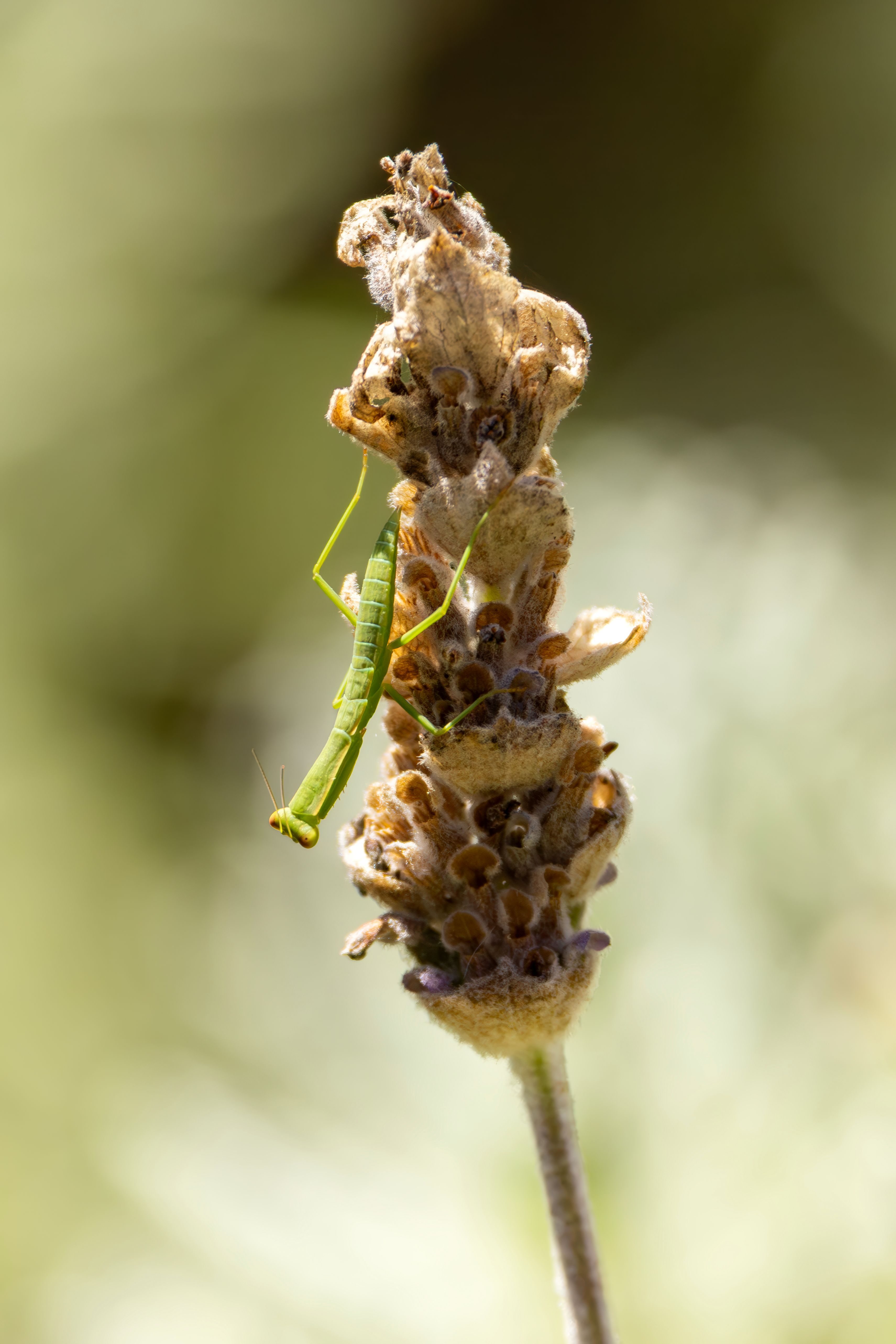 Praying Mantis on Dried Lavender Flower · Free Stock Photo