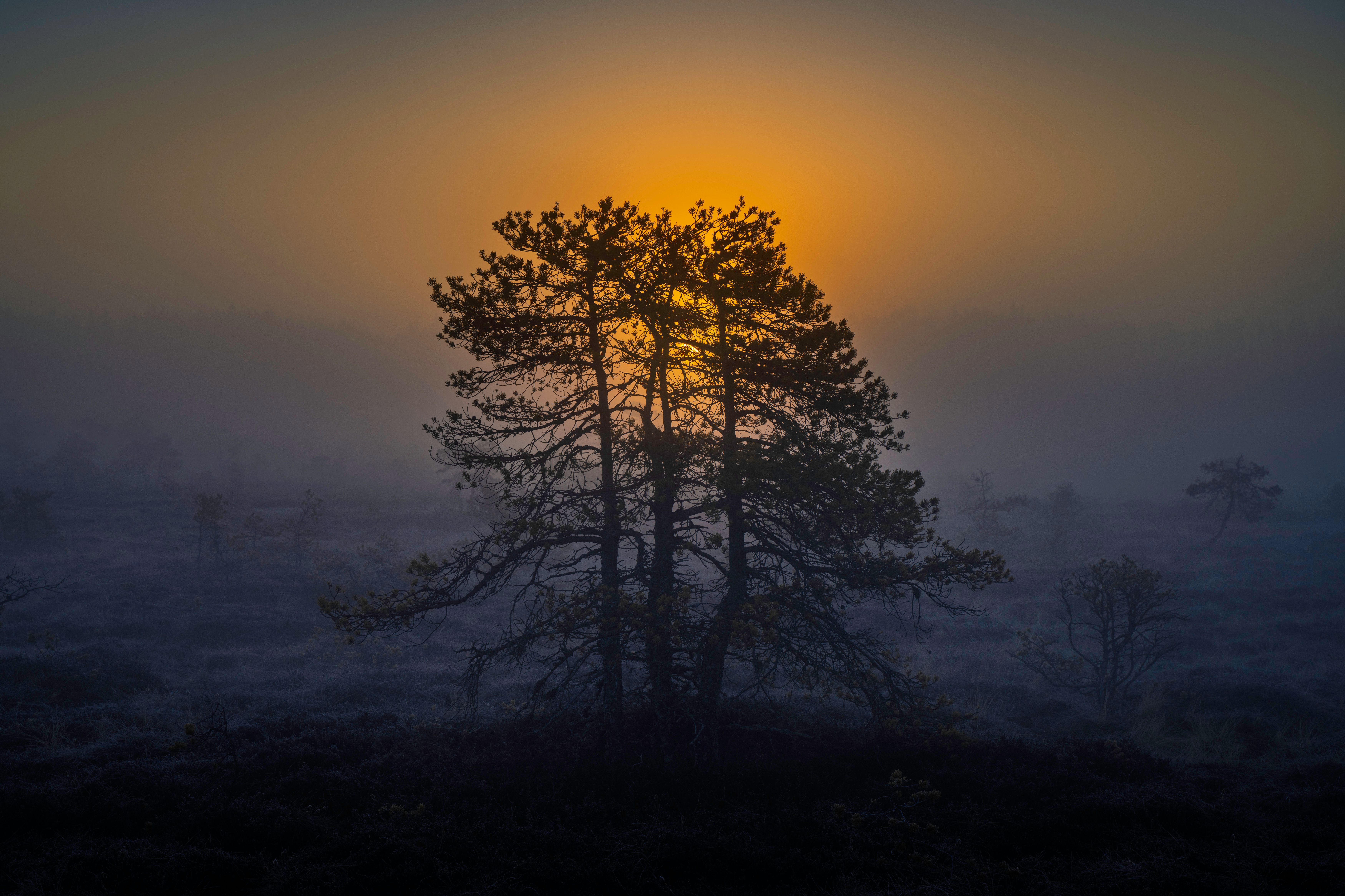 4k Wallpaper Estonia Trees Photos, Download The BEST Free 4k Wallpaper ...