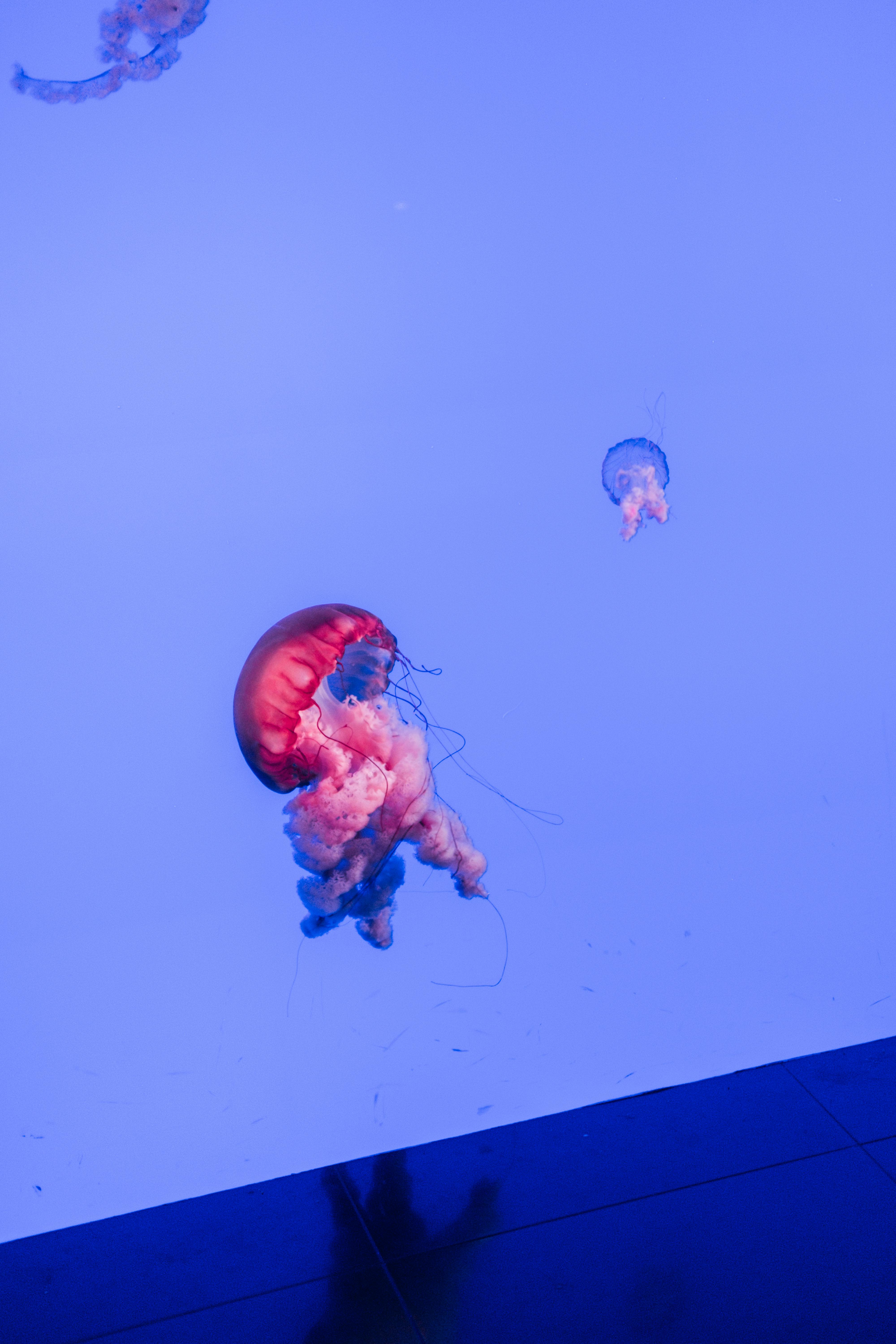 Méduse Rouge Nageant Dans L'eau · Photo gratuite