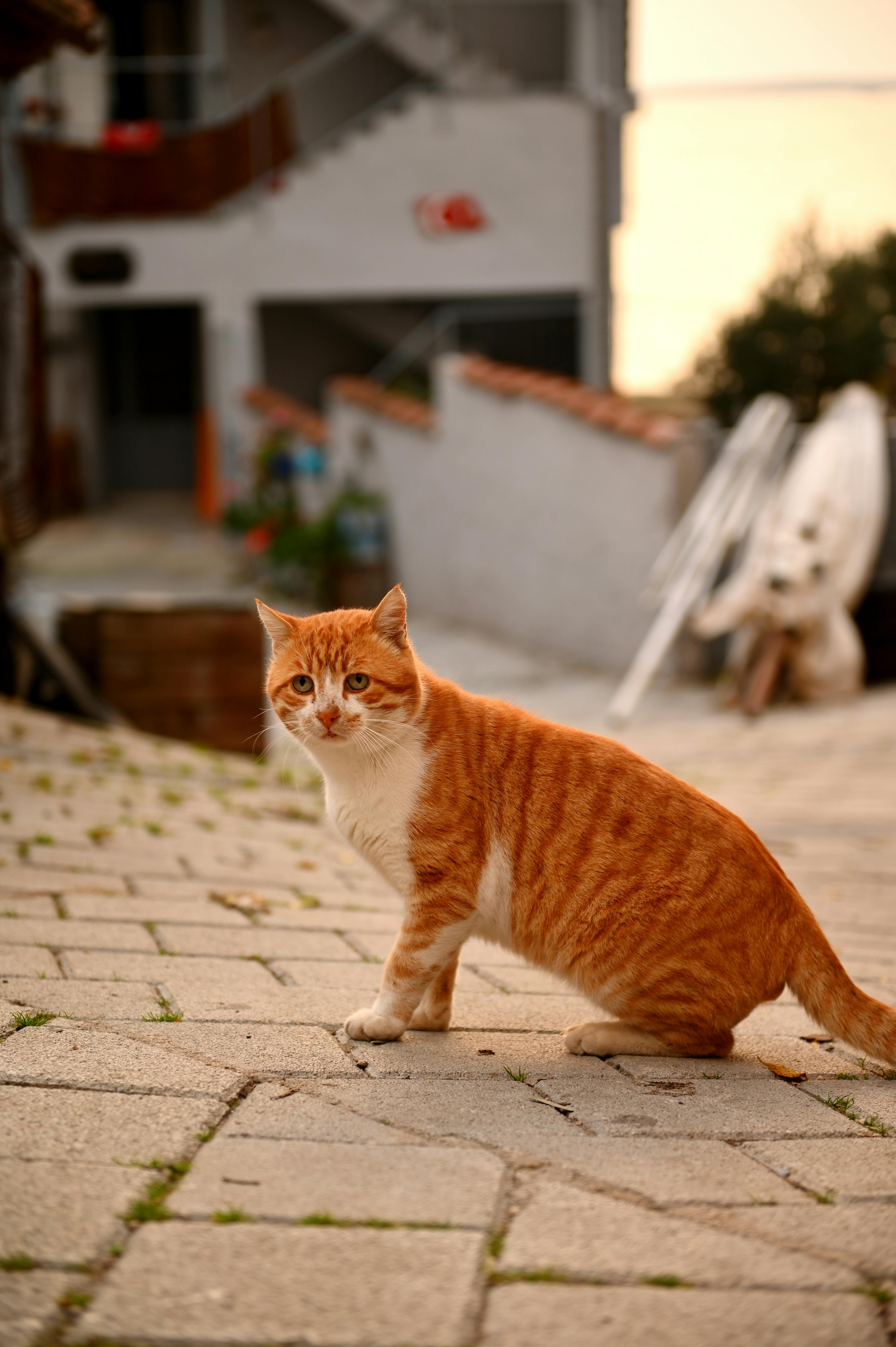 Orange Tabby Cat in Turkish Street · Free Stock Photo