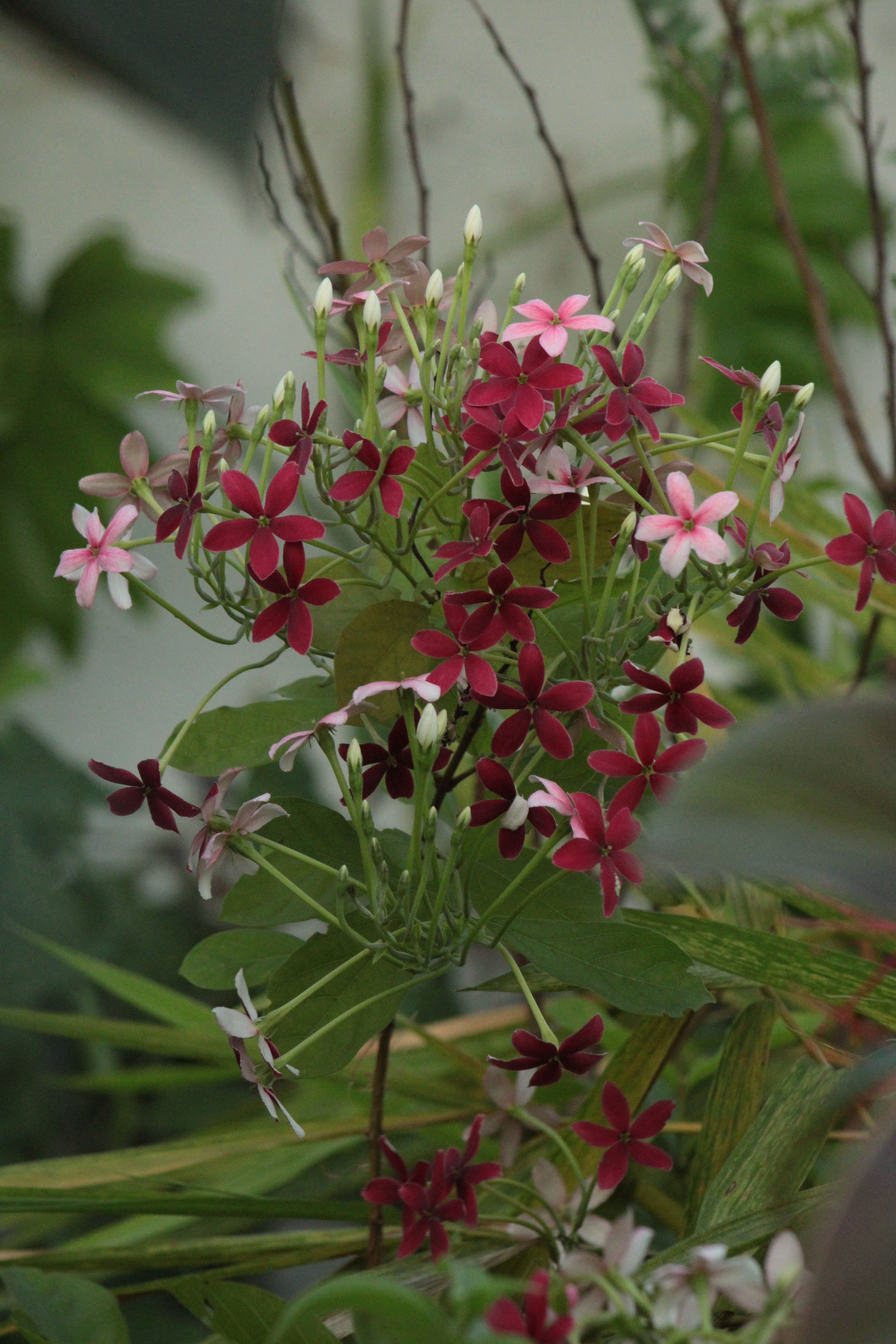 Vibrant Rangoon Creeper in Bloom Outdoors · Free Stock Photo