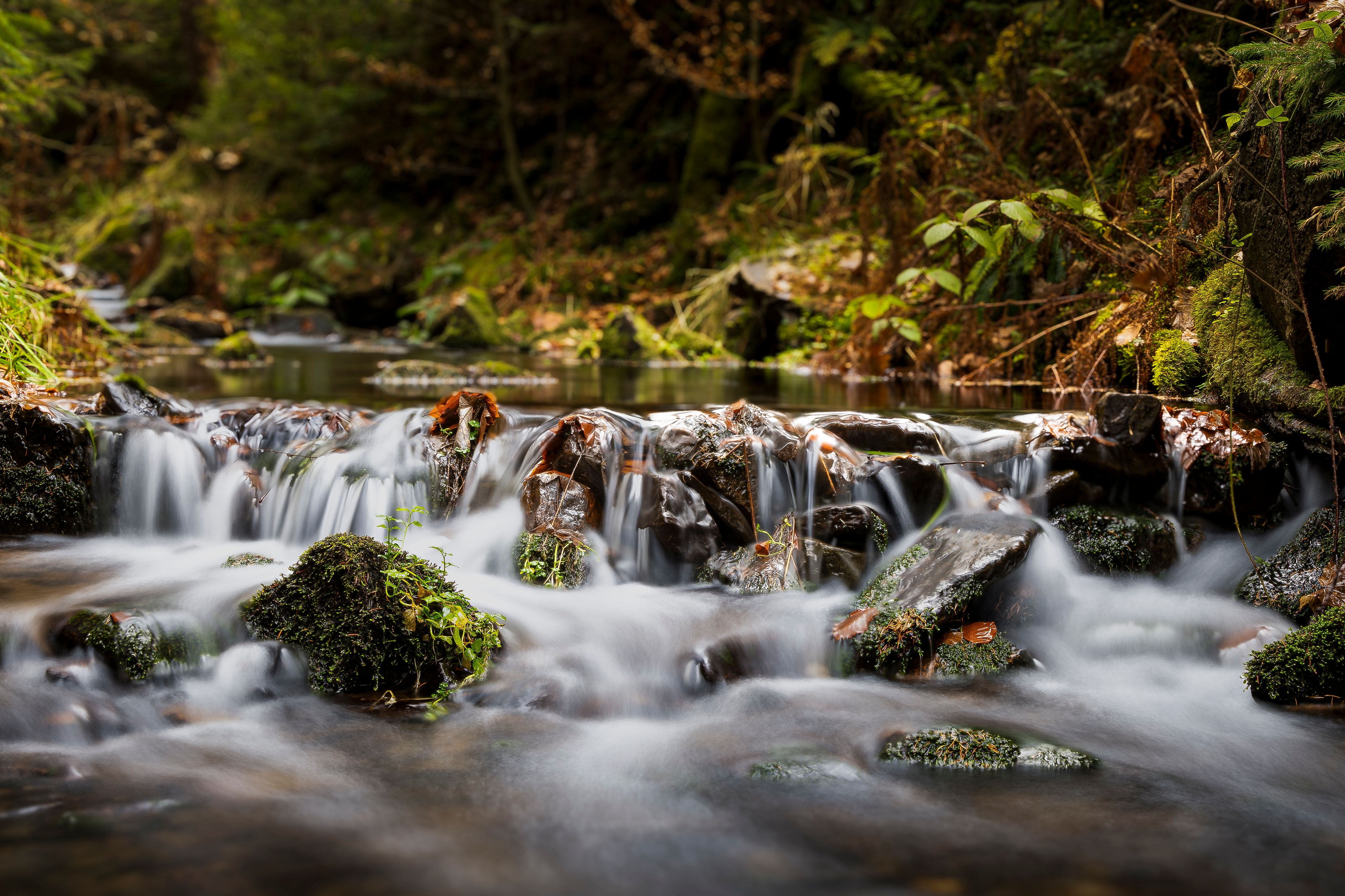 Serene Forest Stream with Mossy Rocks · Free Stock Photo